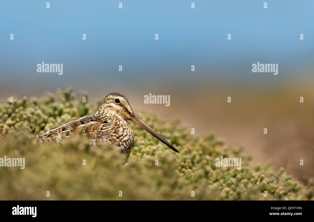 Falklands snipe hi-res stock photography and images - Alamy