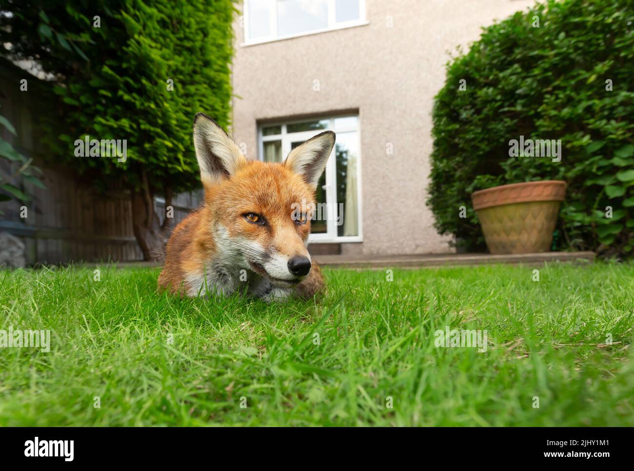 Red fox lying on green grass in the garden near a house in a suburb of ...