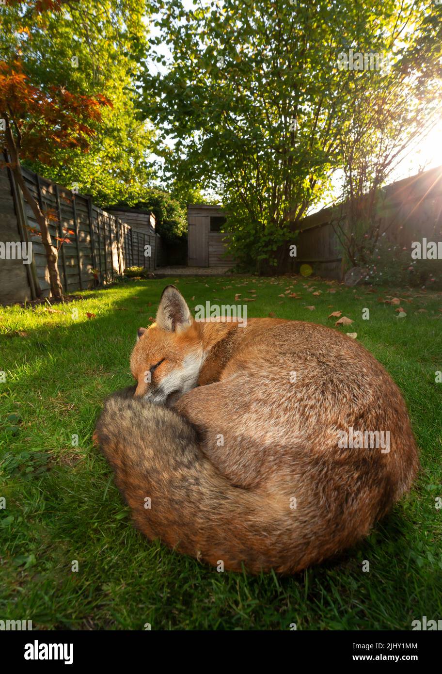 Close up of a red fox (Vulpes vulpes) sleeping on grass at sunset, UK Stock Photo - Alamy