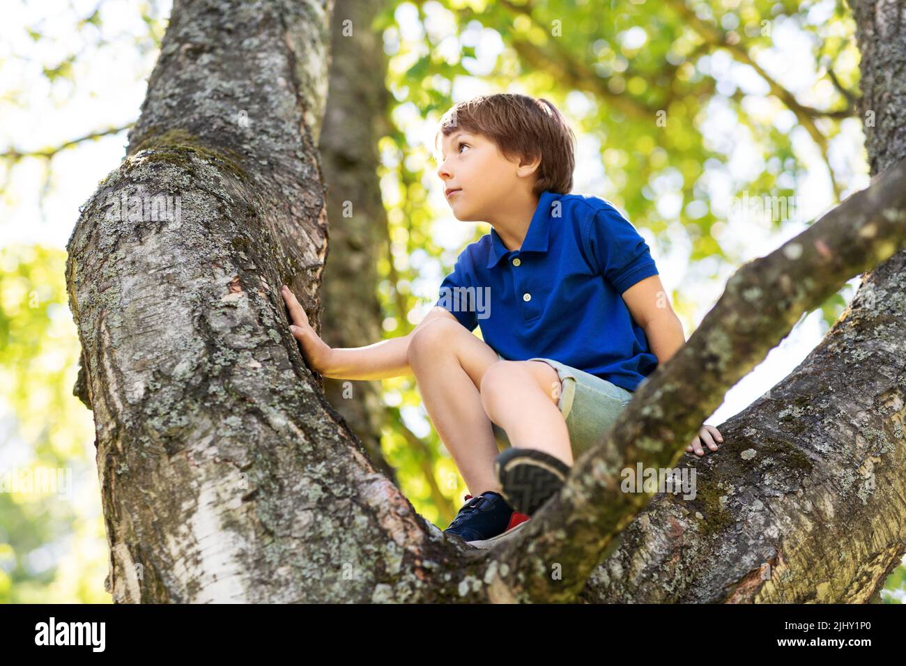 happy little boy climbing tree at park Stock Photo - Alamy