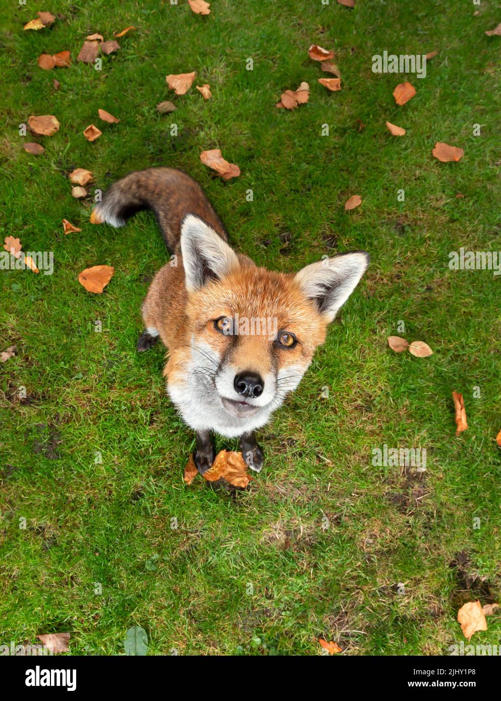 Red fox sitting hi-res stock photography and images - Alamy