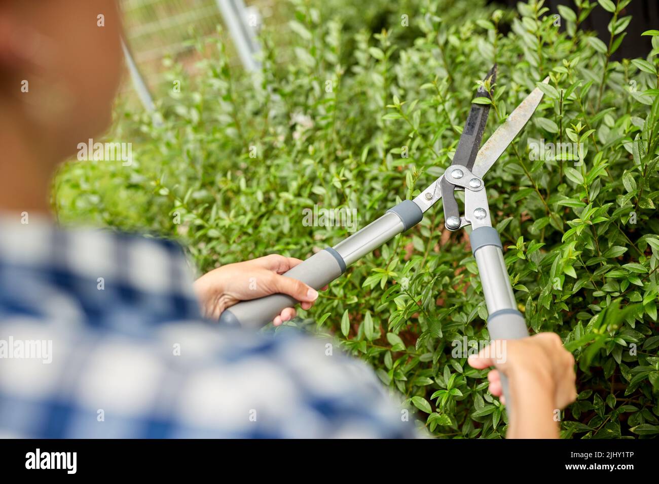 woman with pruner cutting branches at garden Stock Photo - Alamy
