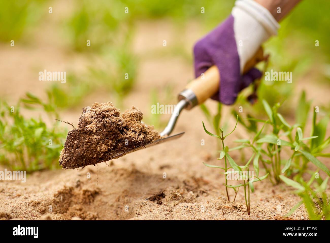 hand digging flowerbed ground with garden trowel Stock Photo - Alamy