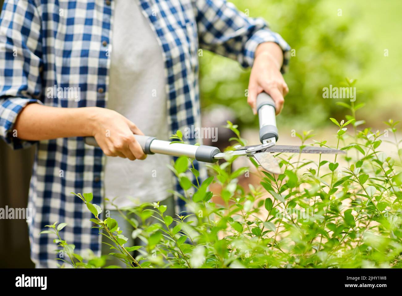 woman with pruner cutting branches at garden Stock Photo - Alamy