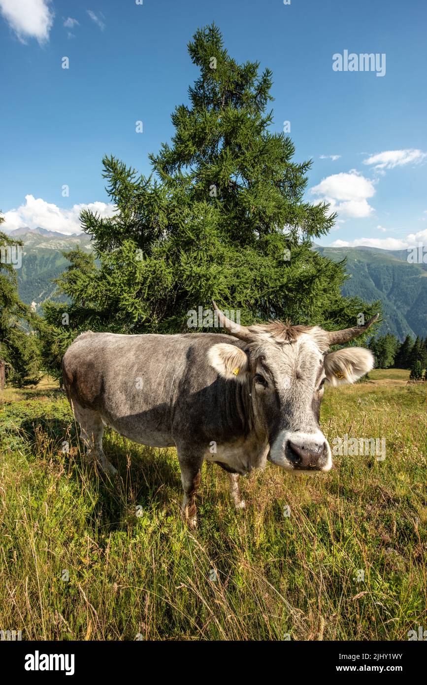 Dairy cow switzerland hi-res stock photography and images - Alamy