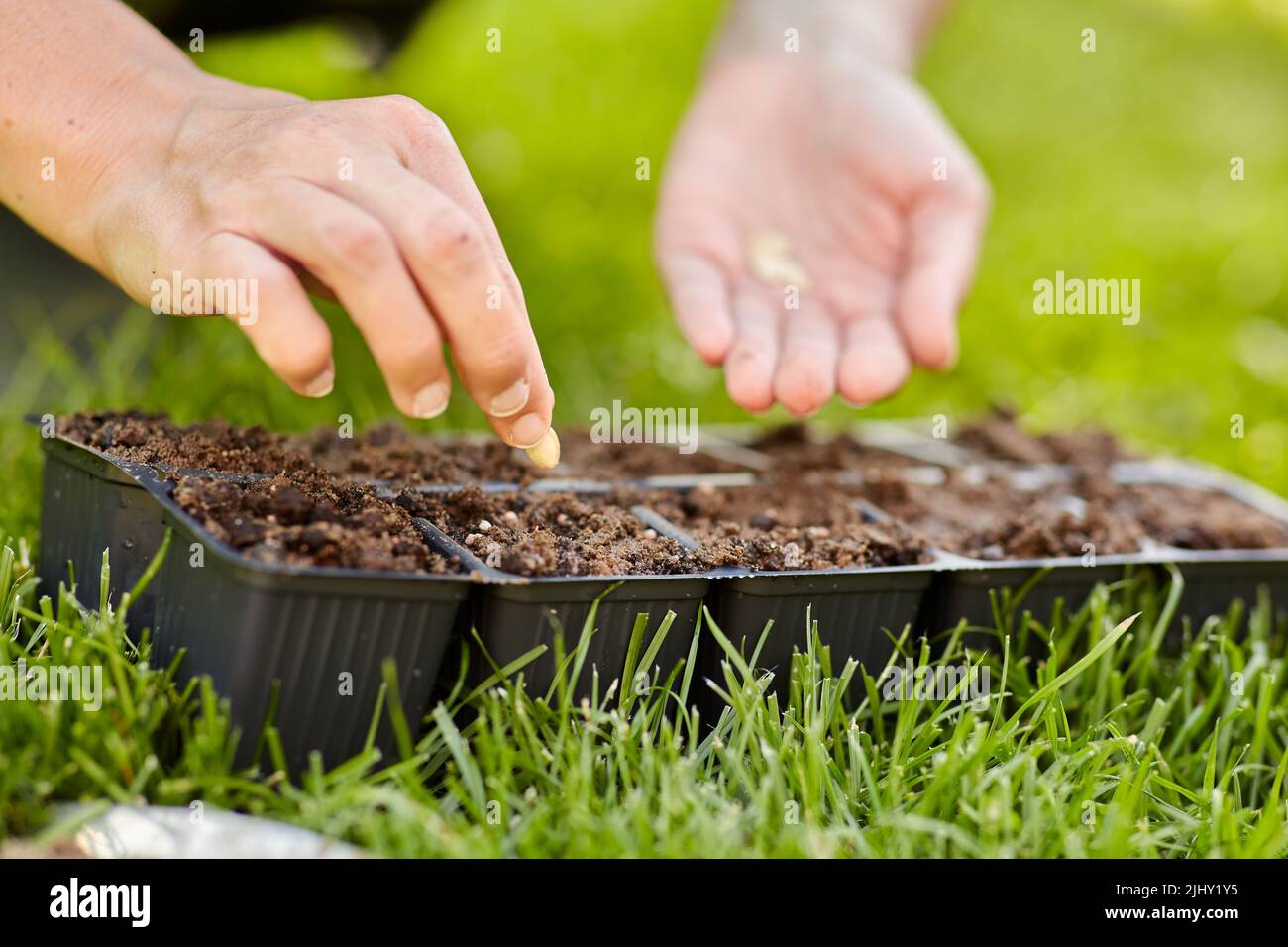 woman planting flower seeds to pots tray with soil Stock Photo - Alamy