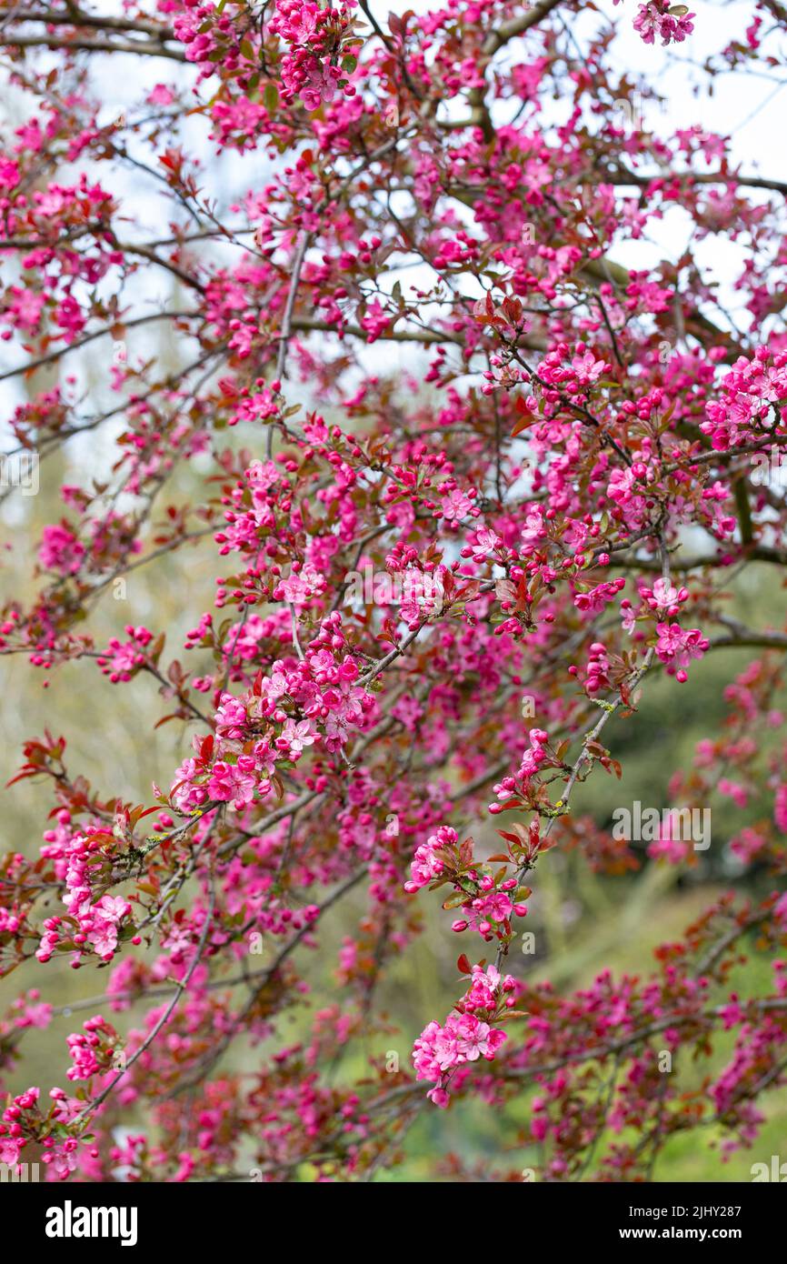 Cardinal crabapple hi-res stock photography and images - Alamy