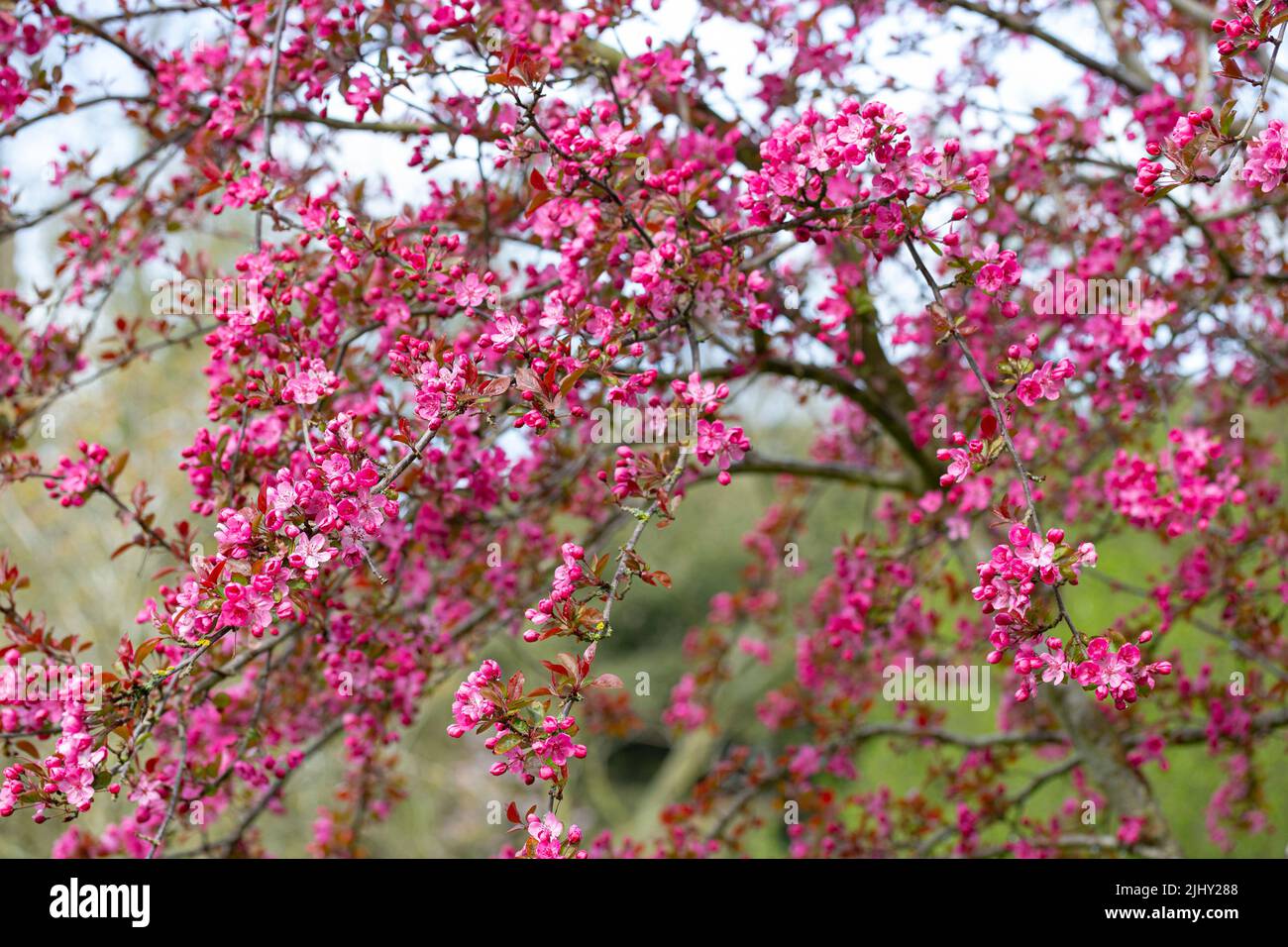 Flowers of Malus 'Cardinal' Stock Photo - Alamy