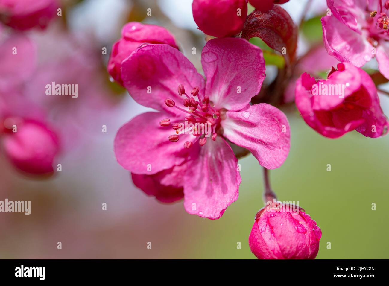 Flowers of Malus 'Cardinal' Stock Photo - Alamy