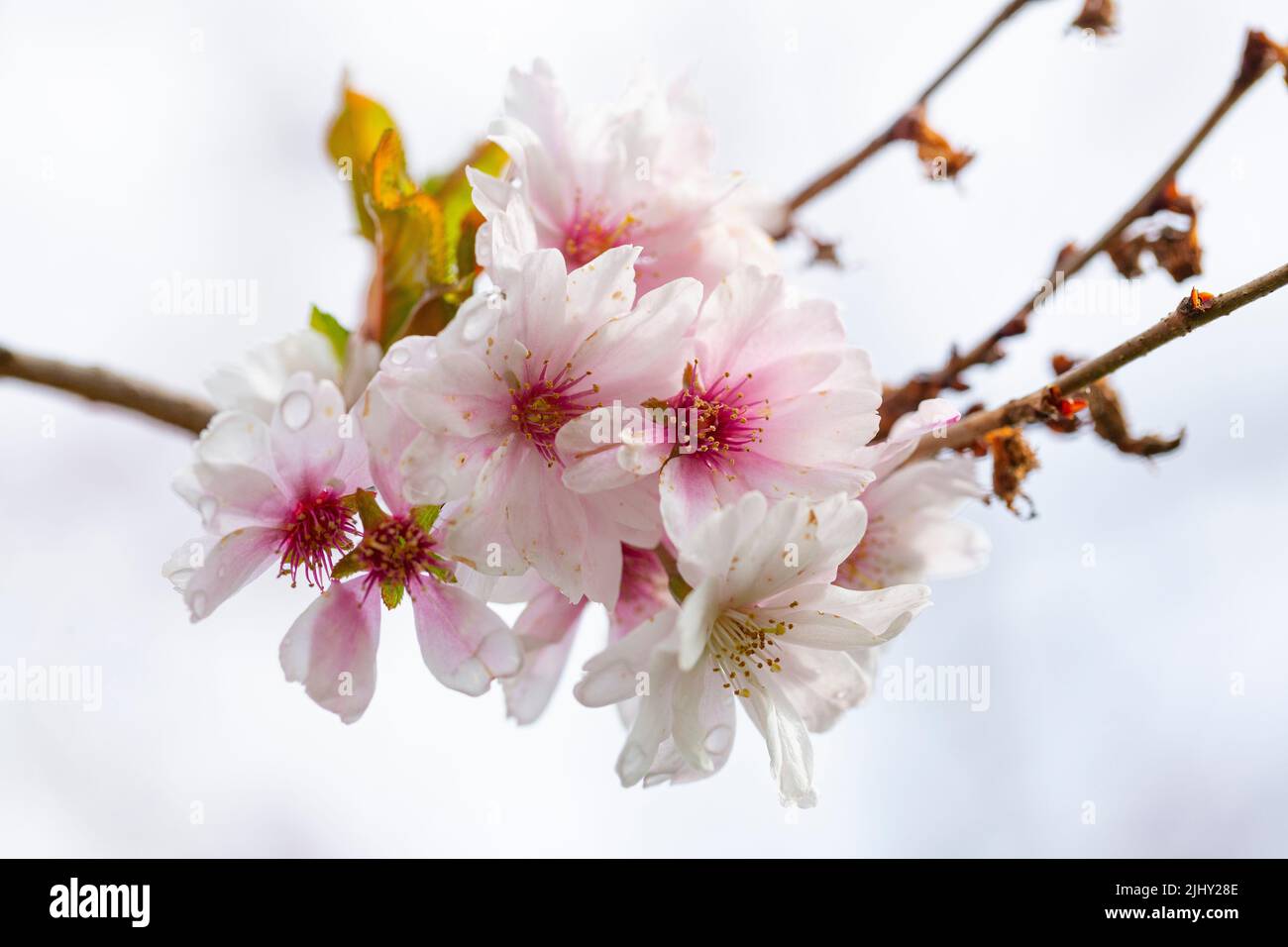 Flowers of Prunus x subhirtella 'Autumnalis' Stock Photo - Alamy