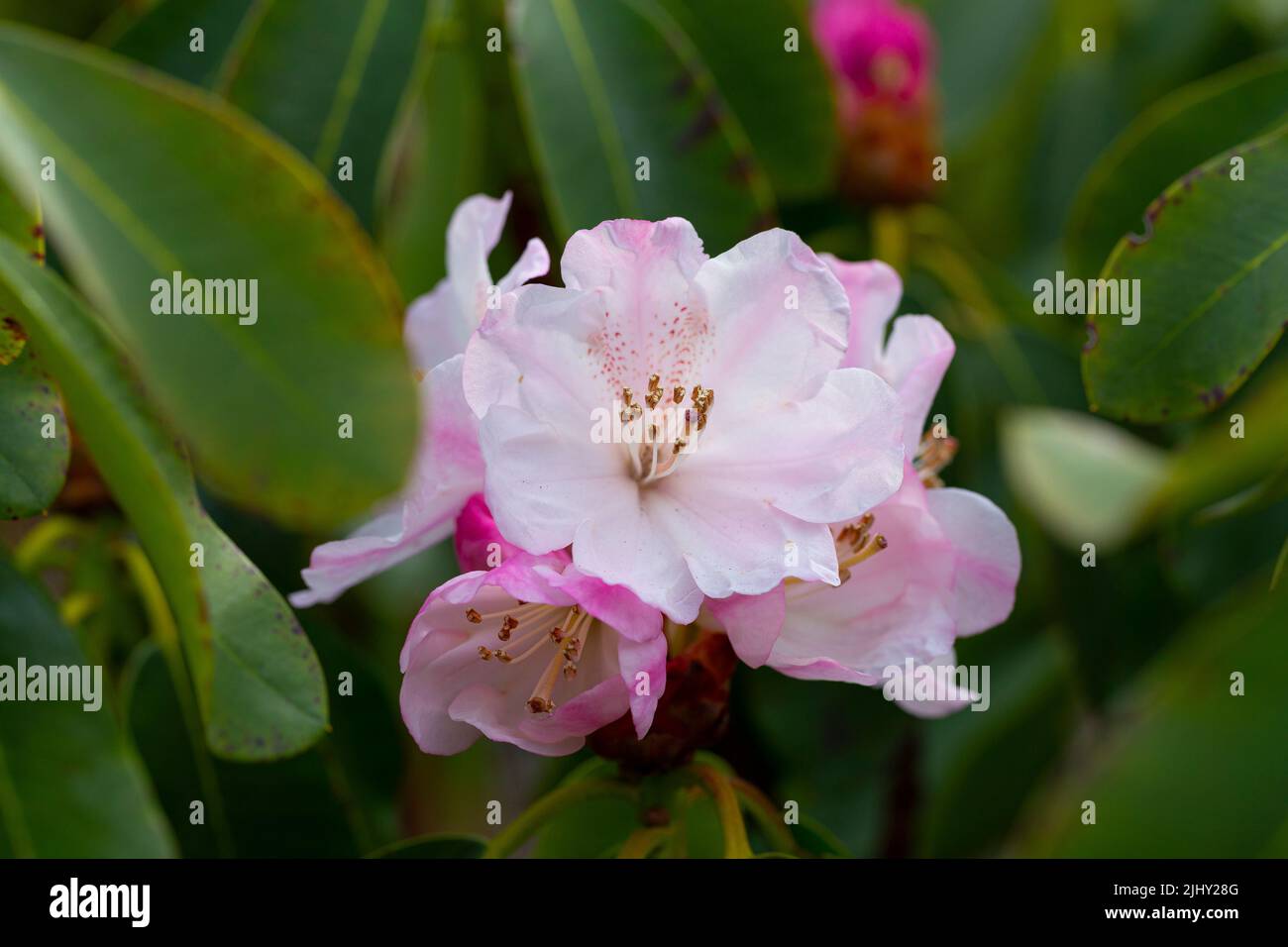 Flowers of Rhododendron decorum ssp. decorum Stock Photo - Alamy