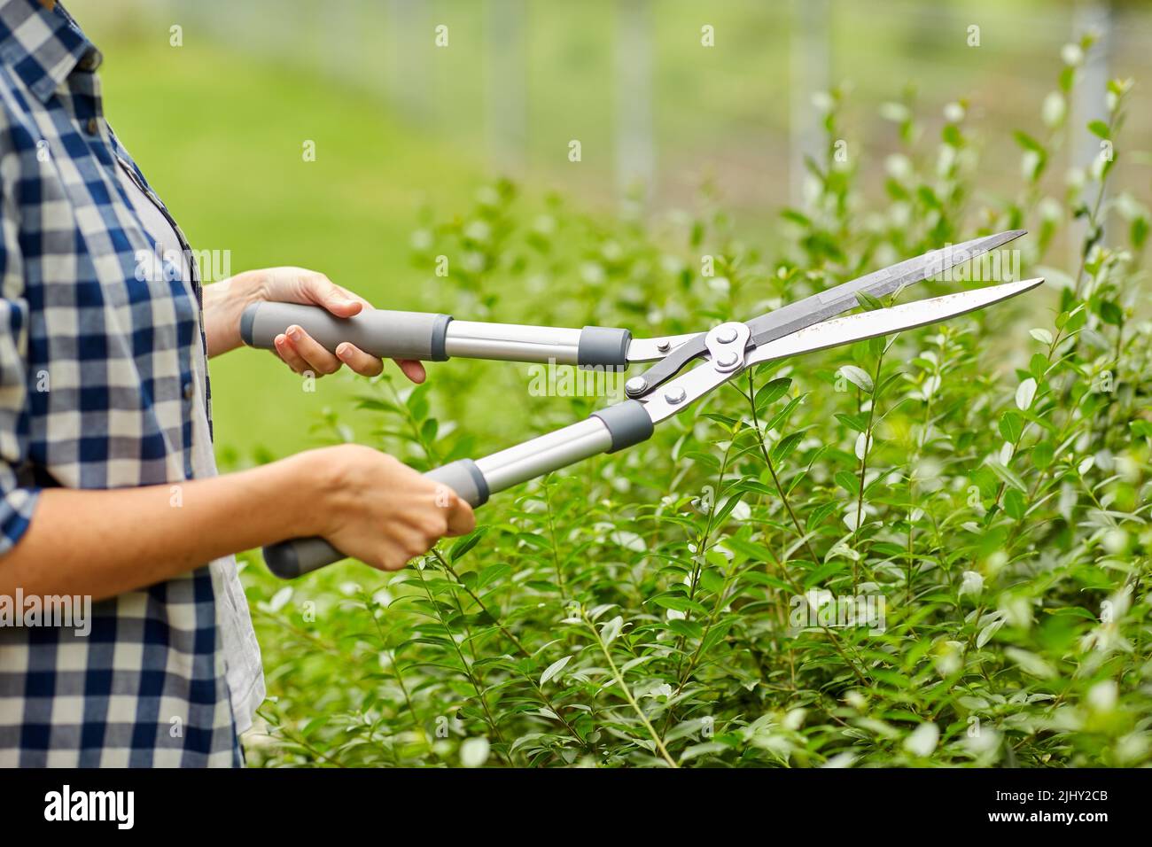 Suburban tree prune hi-res stock photography and images - Alamy