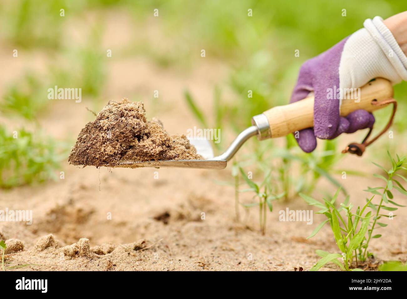 hand digging flowerbed ground with garden trowel Stock Photo - Alamy