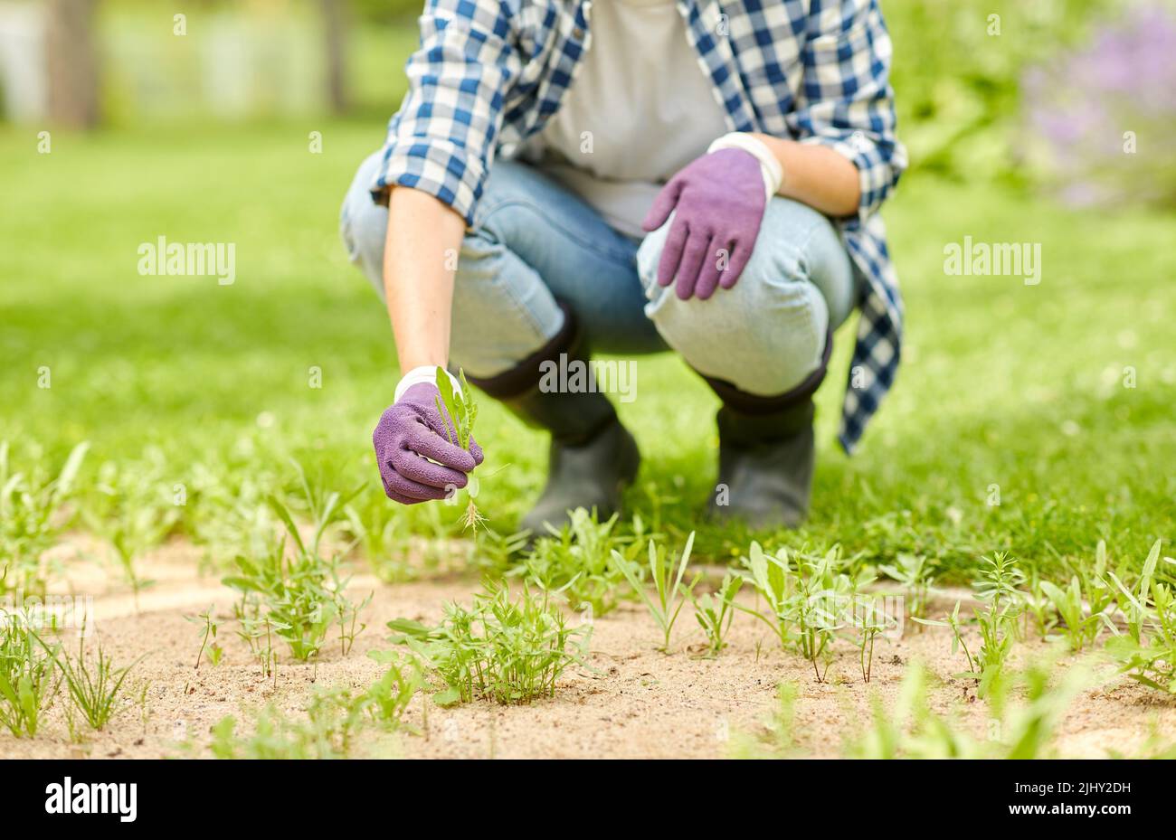 Hand weeding hi-res stock photography and images - Alamy