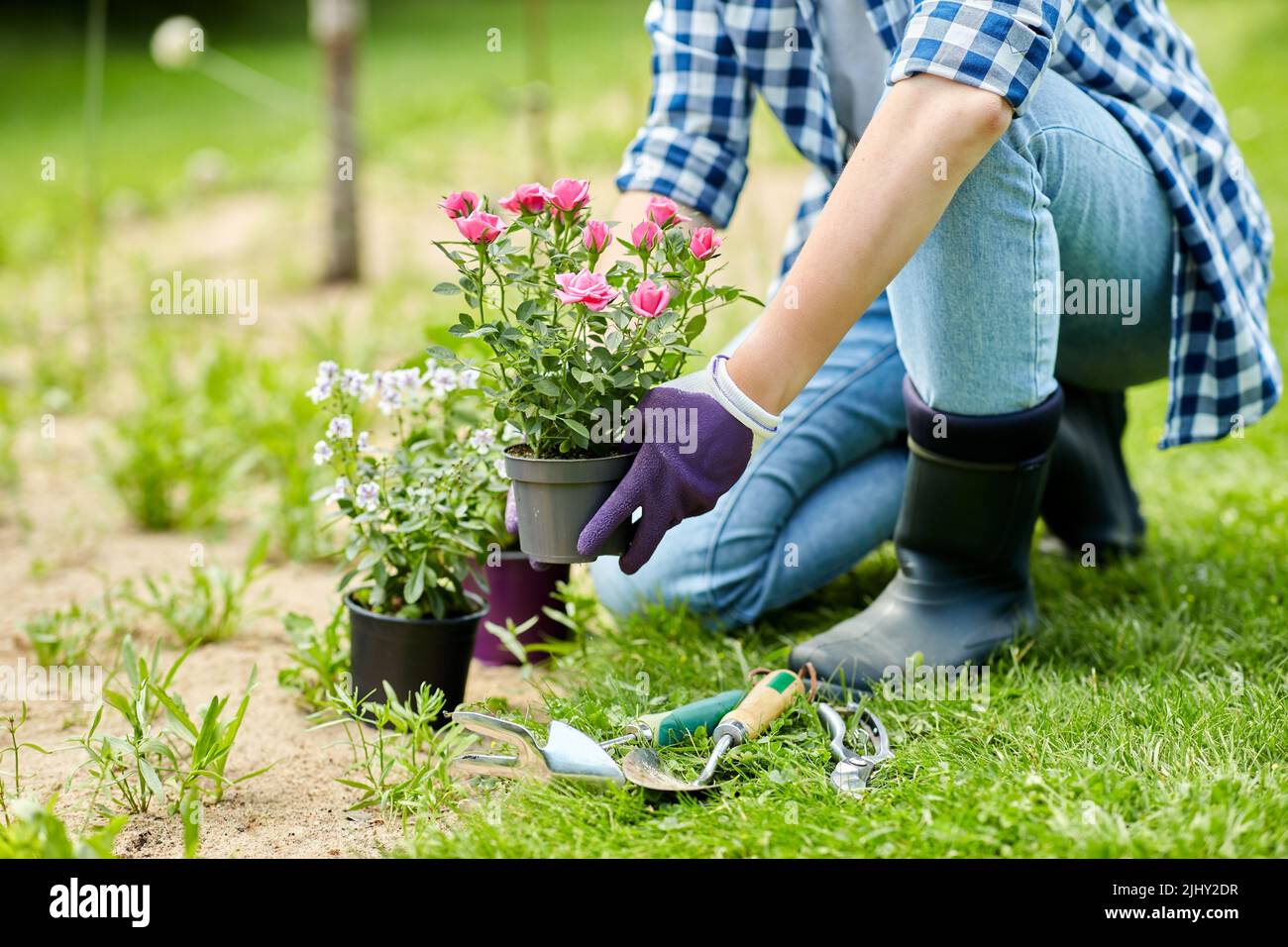 Woman planting beautiful rose hi-res stock photography and images - Alamy