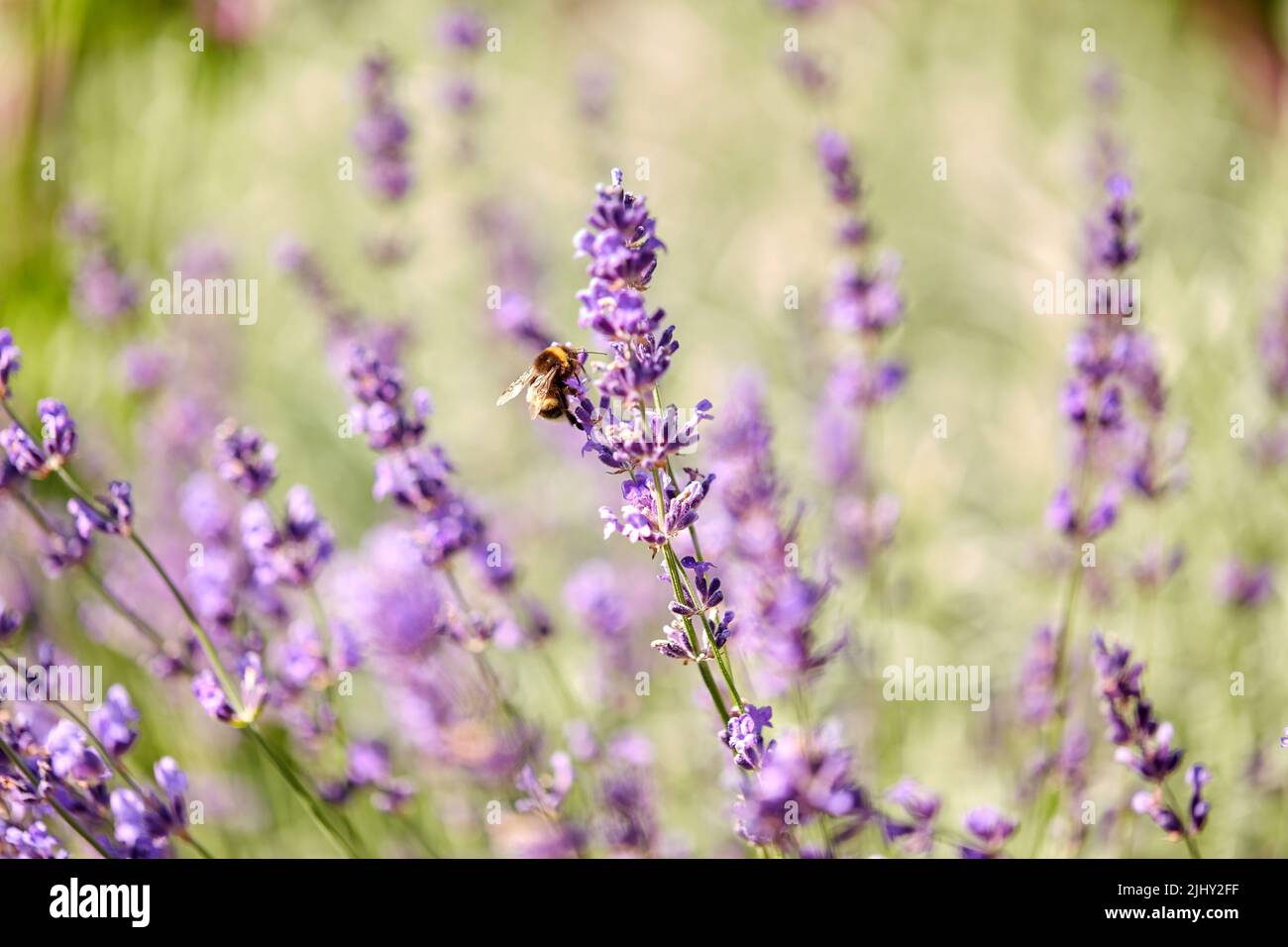 bee pollinating lavender flowers in summer garden Stock Photo - Alamy