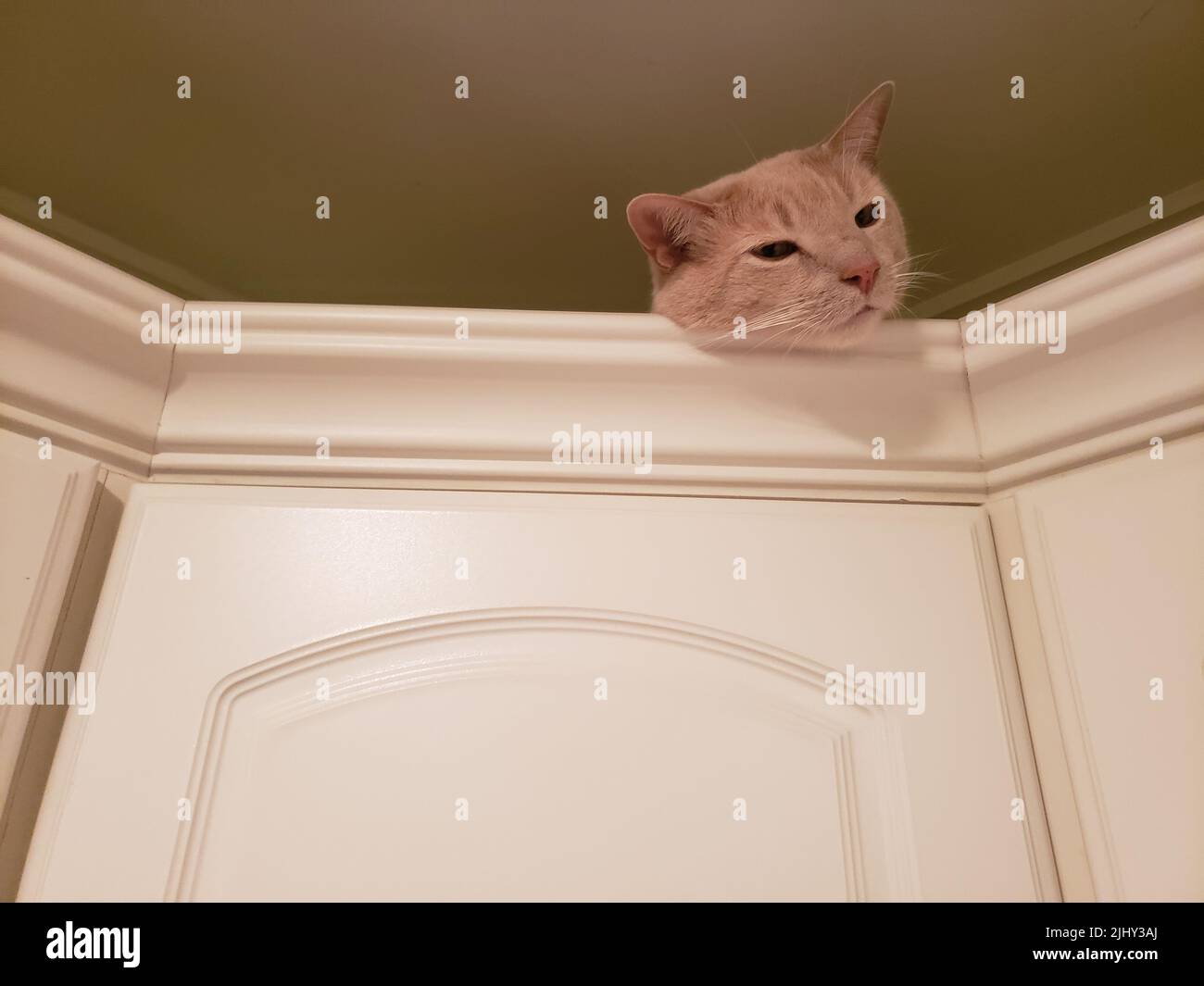 Cat on top of cabinets hi-res stock photography and images - Alamy
