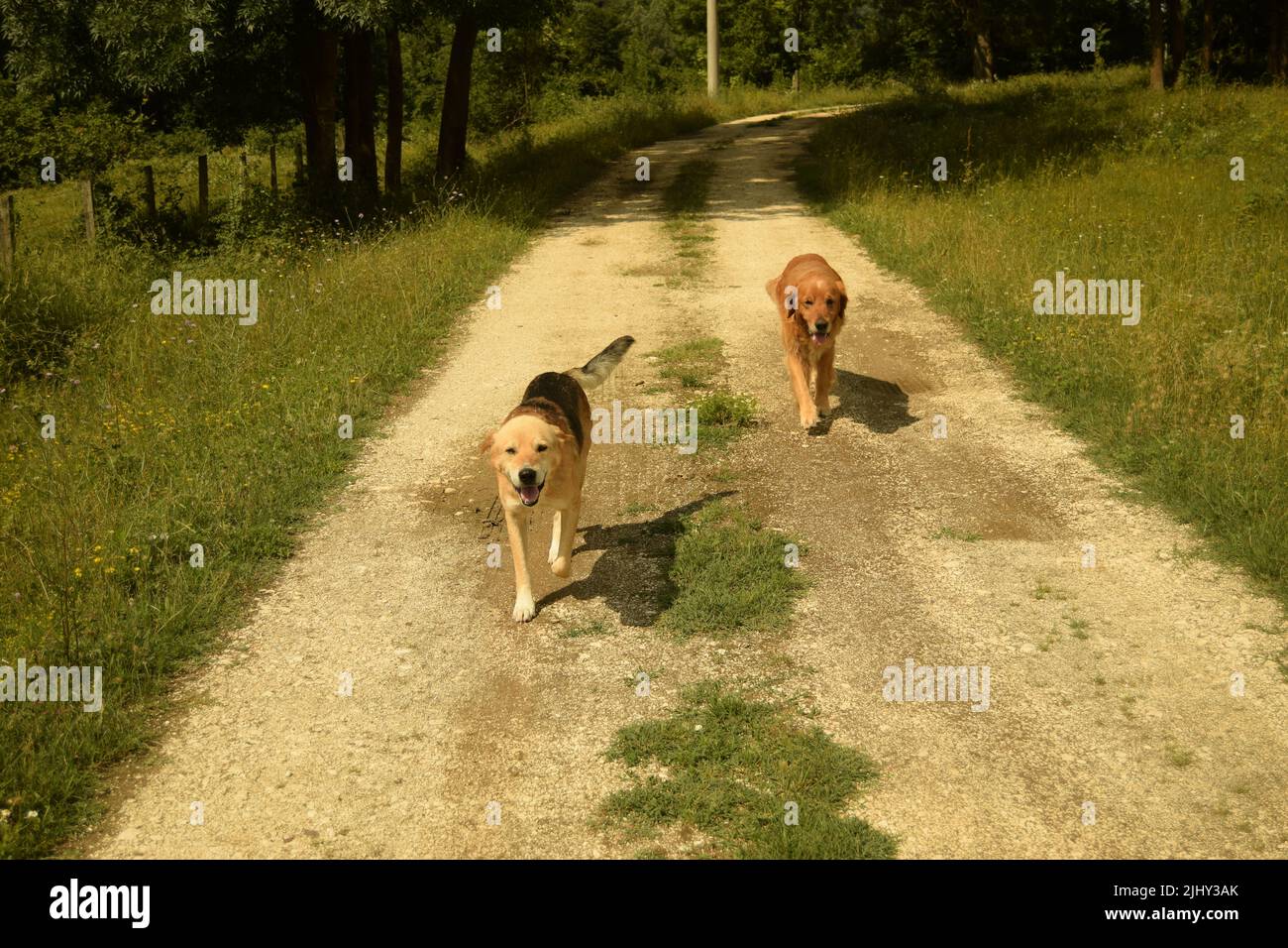Golden pathway hi-res stock photography and images - Alamy