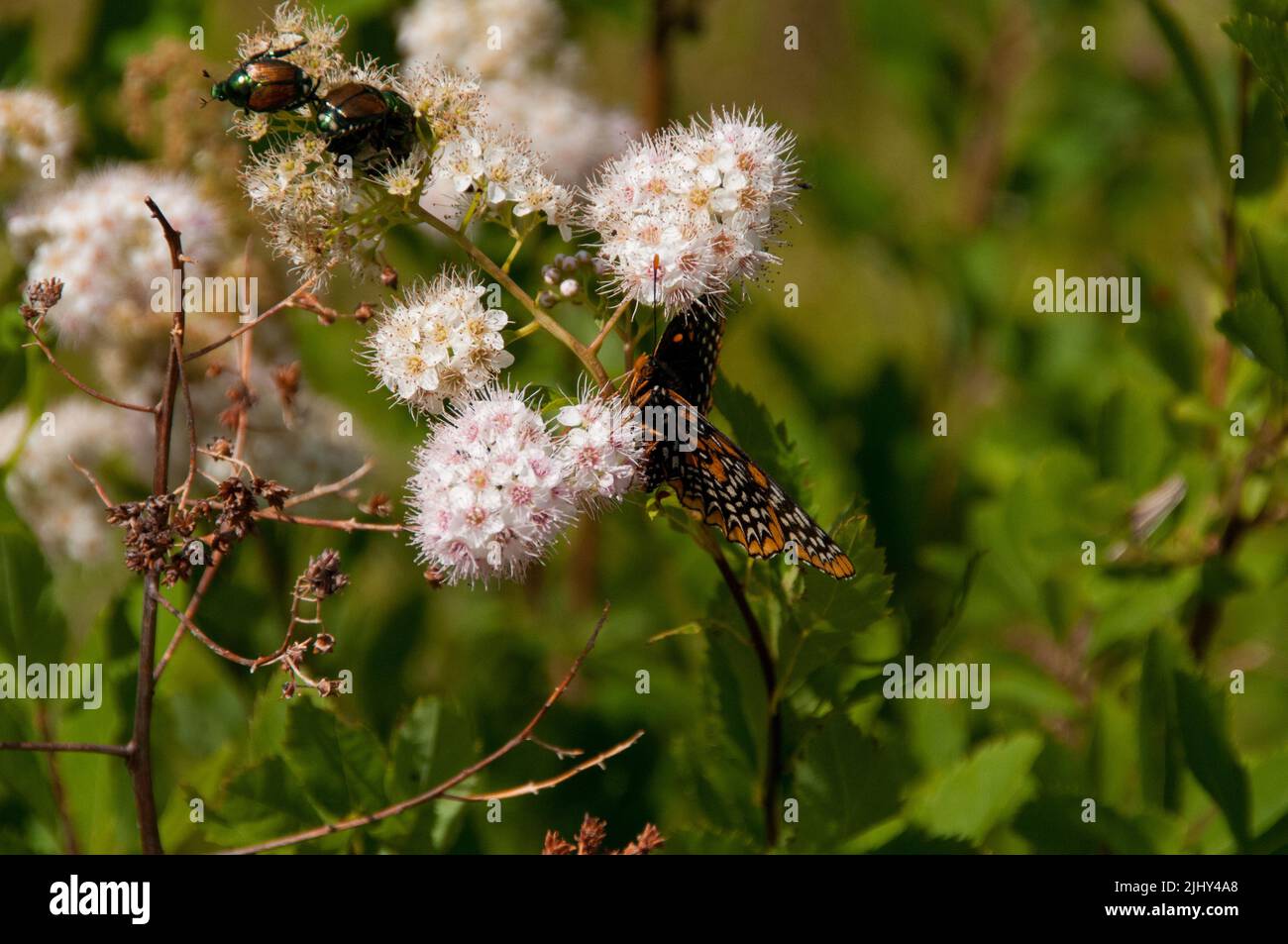 Butterfly and beetles on flowers in NH Stock Photo - Alamy