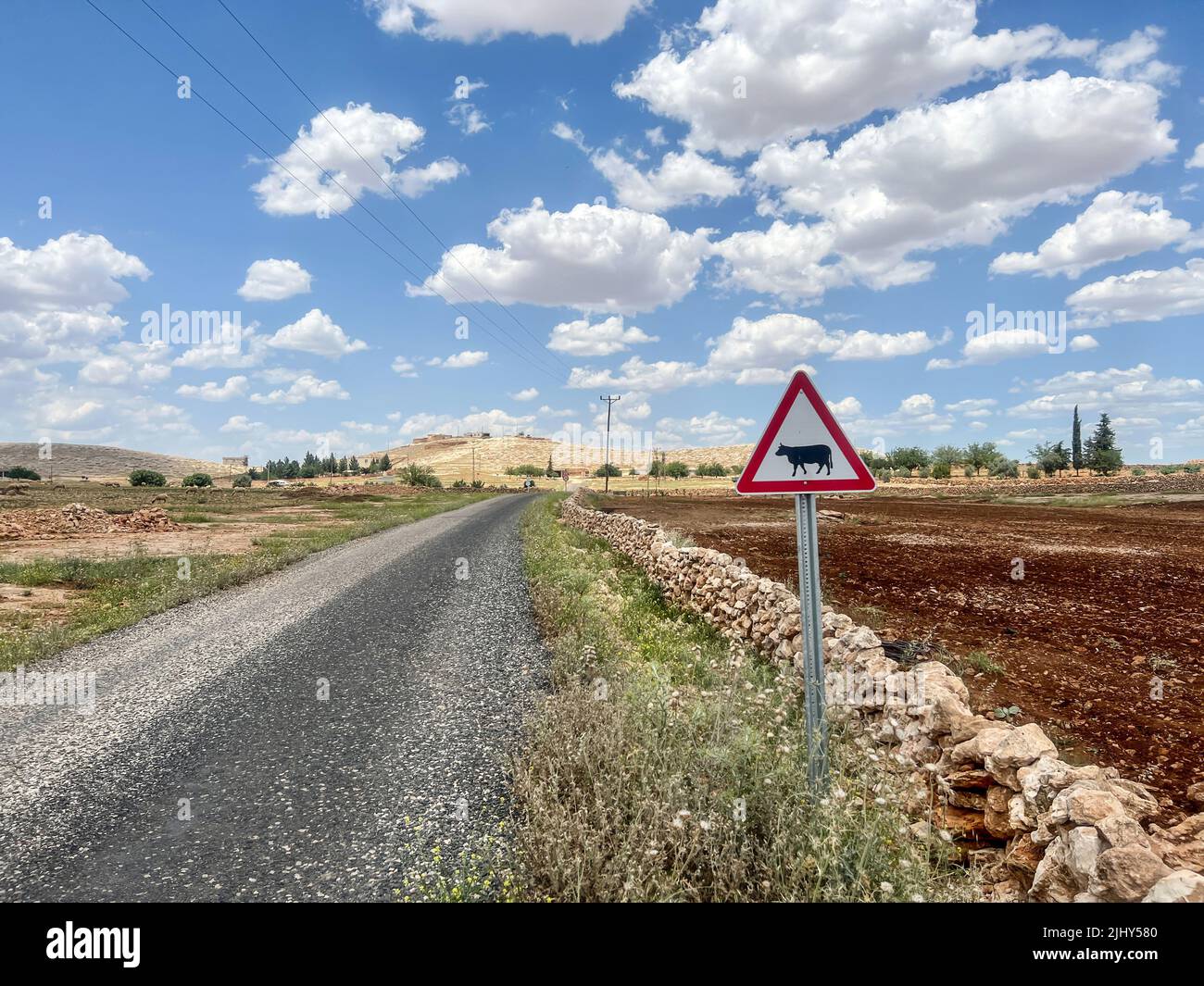 road, farm animal crossing traffic sign by an empty asphalt road leads ...