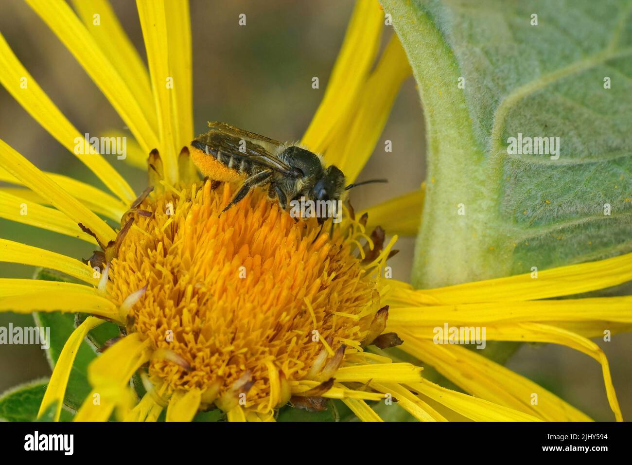 Closeup on a female Patchwork leafcutter bee, Megachile centuncularis ...