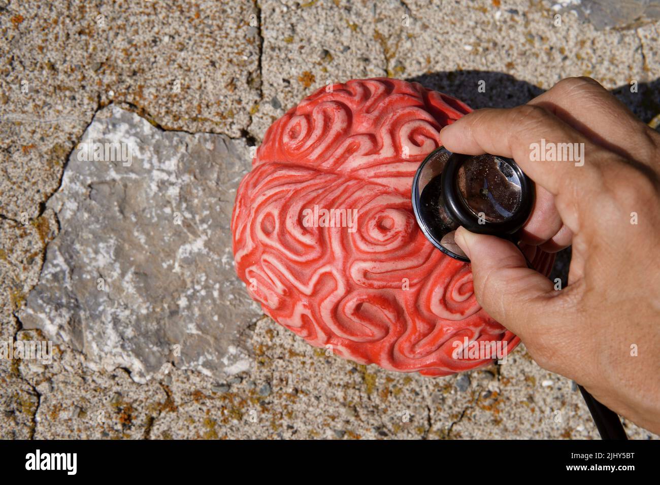 Human rubber brain with a stethoscope in a stone Stock Photo - Alamy