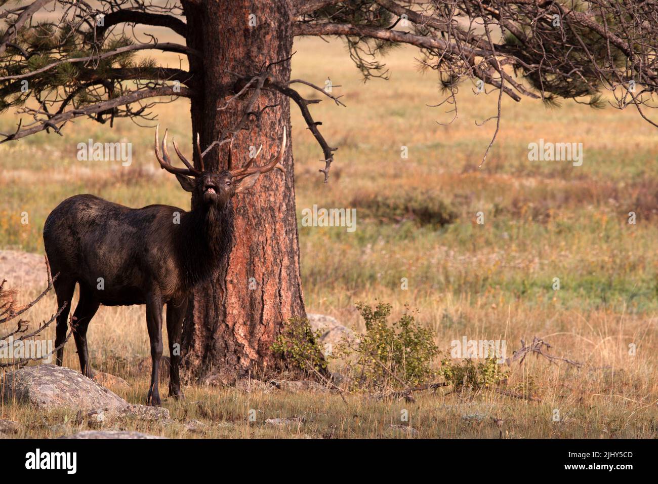 A bull elk (Cervus canadensis) immediately after a mud bath exhibiting ...