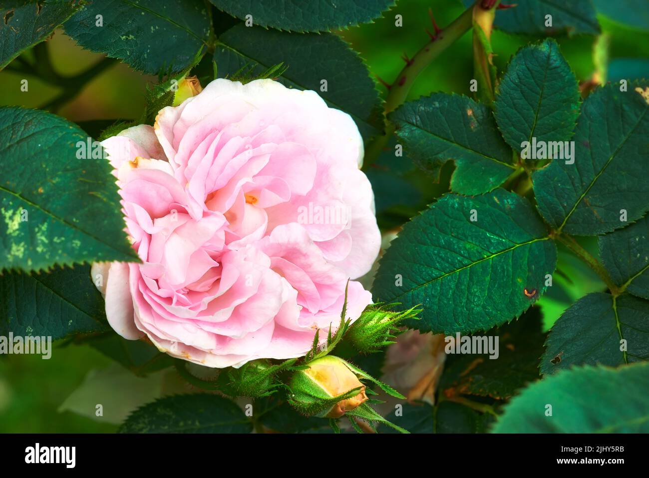 Blooming pink dog rose budding on a tree in a garden. Closeup of a ...