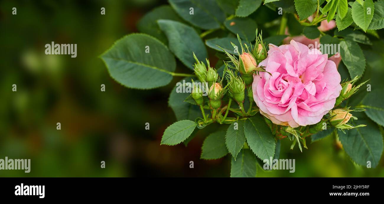 Blooming pink dog rose and buds on a tree in a garden. Closeup of a ...