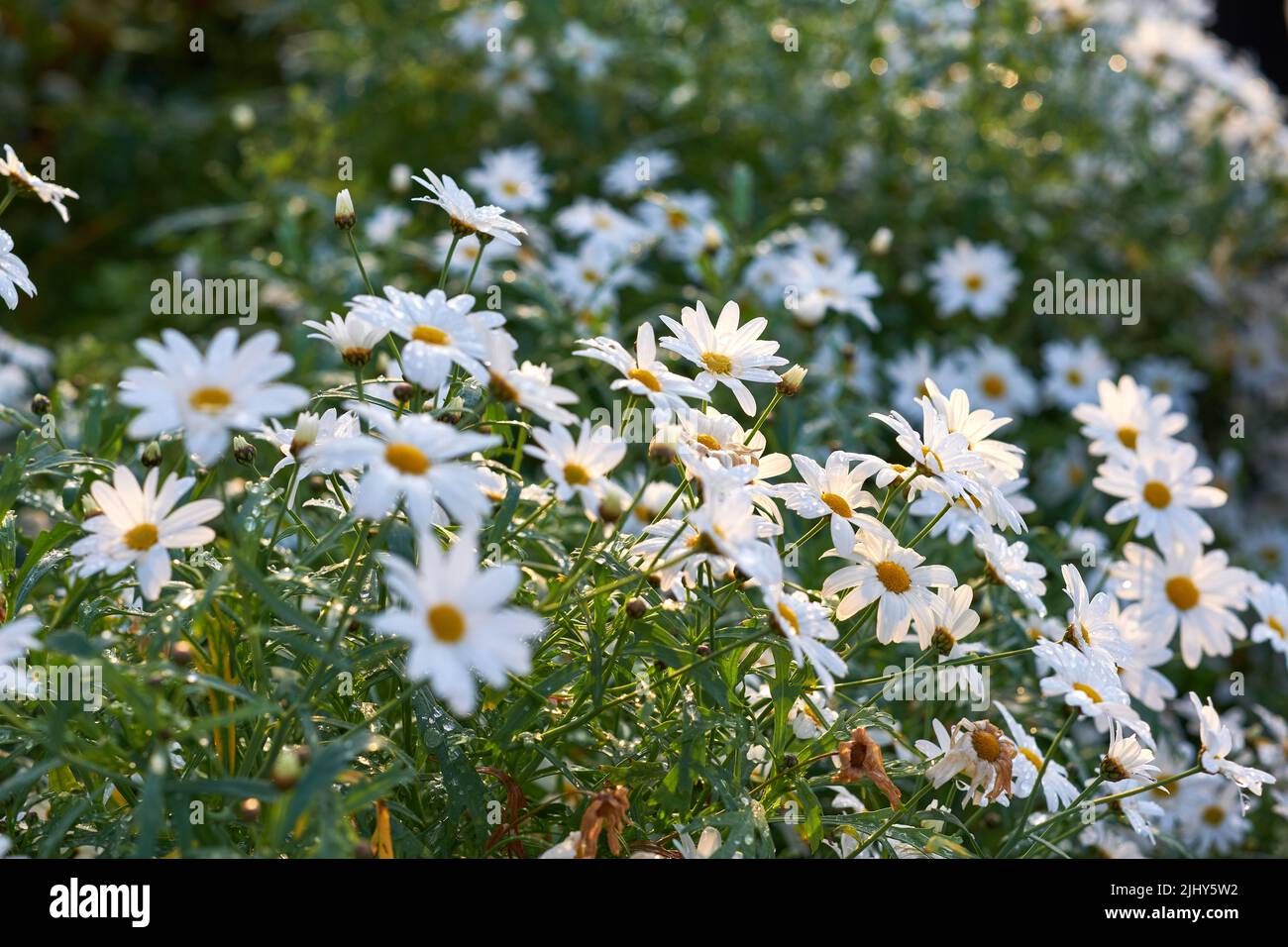 Closeup of white Marguerite daisies growing in medicinal horticulture ...