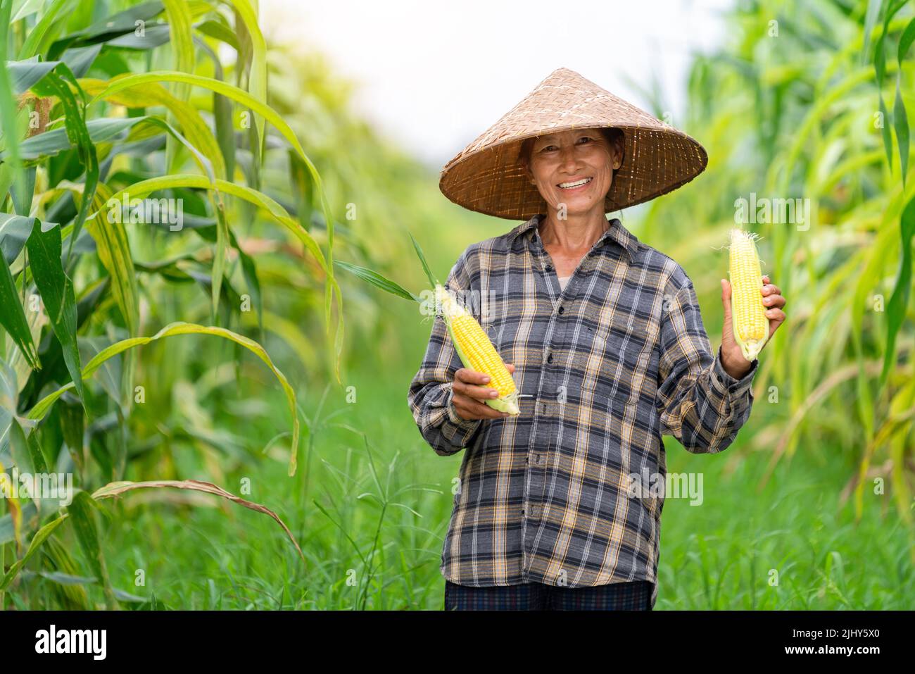 Asian farmer harvesting sweetcorn during and show the perfect corn ...
