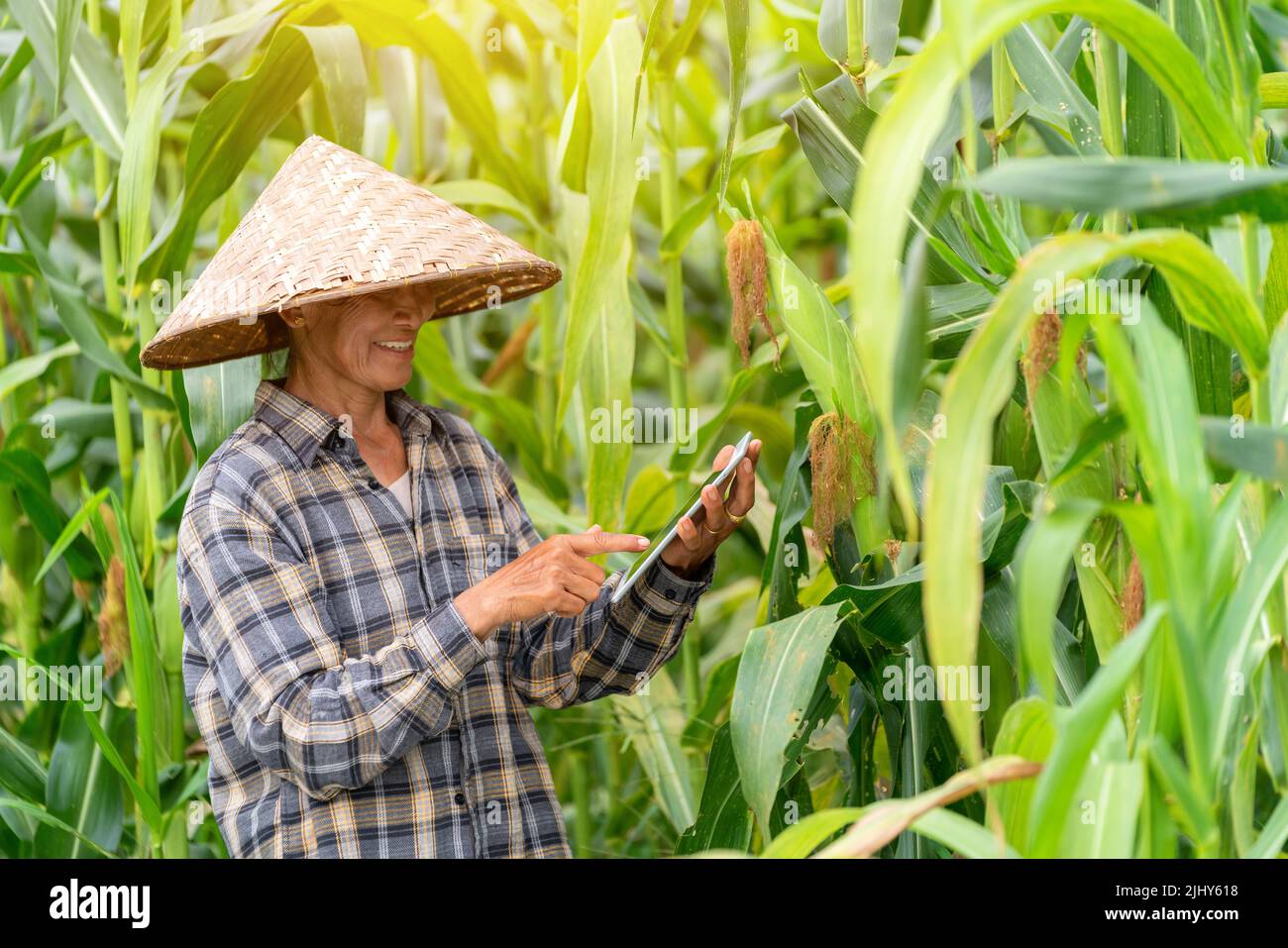 Asian farmer using technology of tablet inspecting corn in field ...