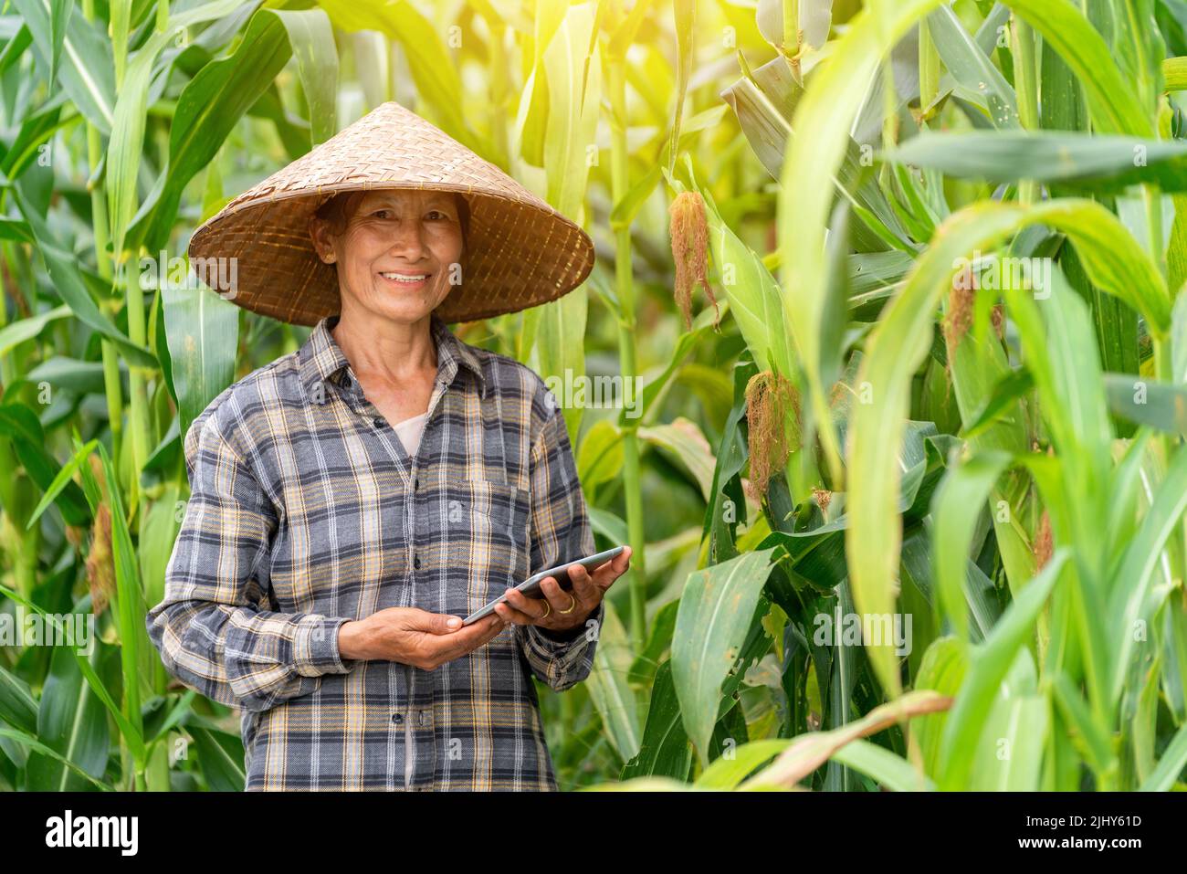 Women in corn field hi-res stock photography and images - Alamy