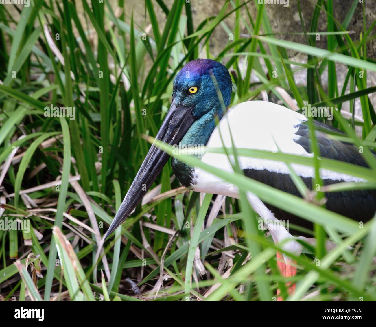 Female black necked stork hi-res stock photography and images - Alamy
