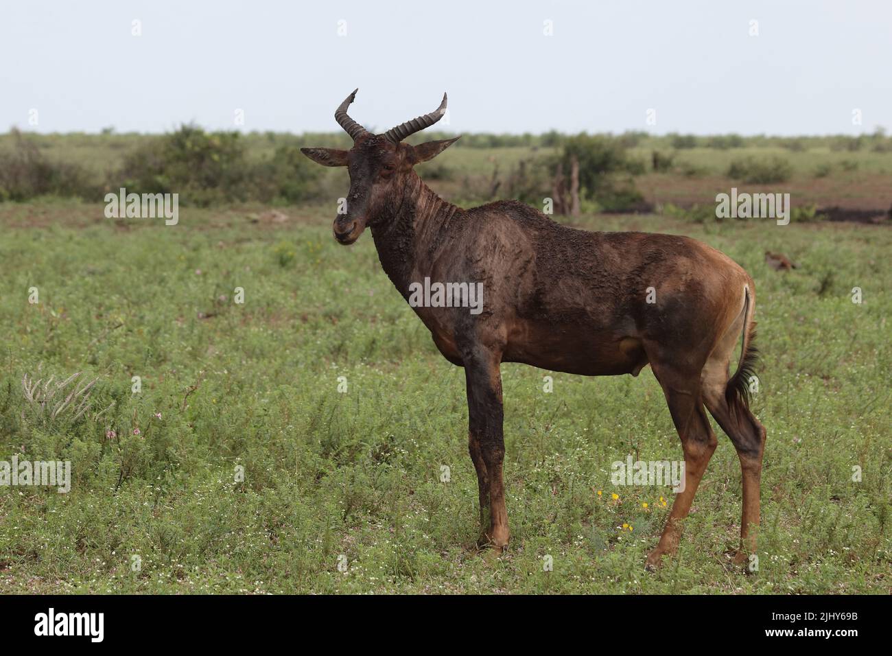 Leierantilope oder Halbmondantilope / Common tsessebe / Damaliscus ...