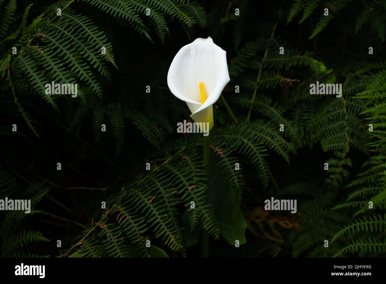 A white calla lily, also known as arum lily or Zantedeschia aethiopica ...