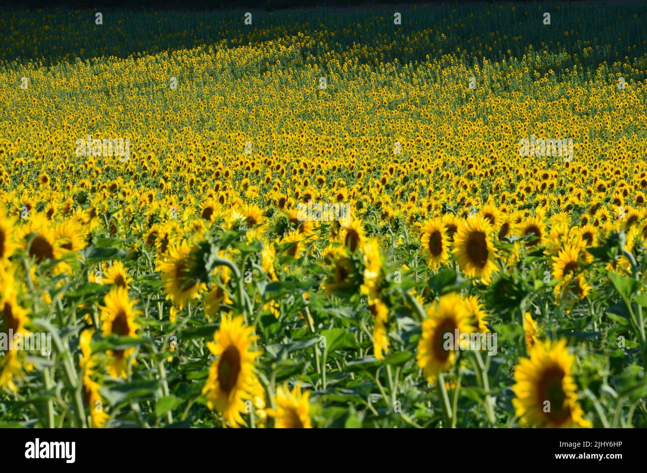 Backlight summer hi-res stock photography and images - Alamy