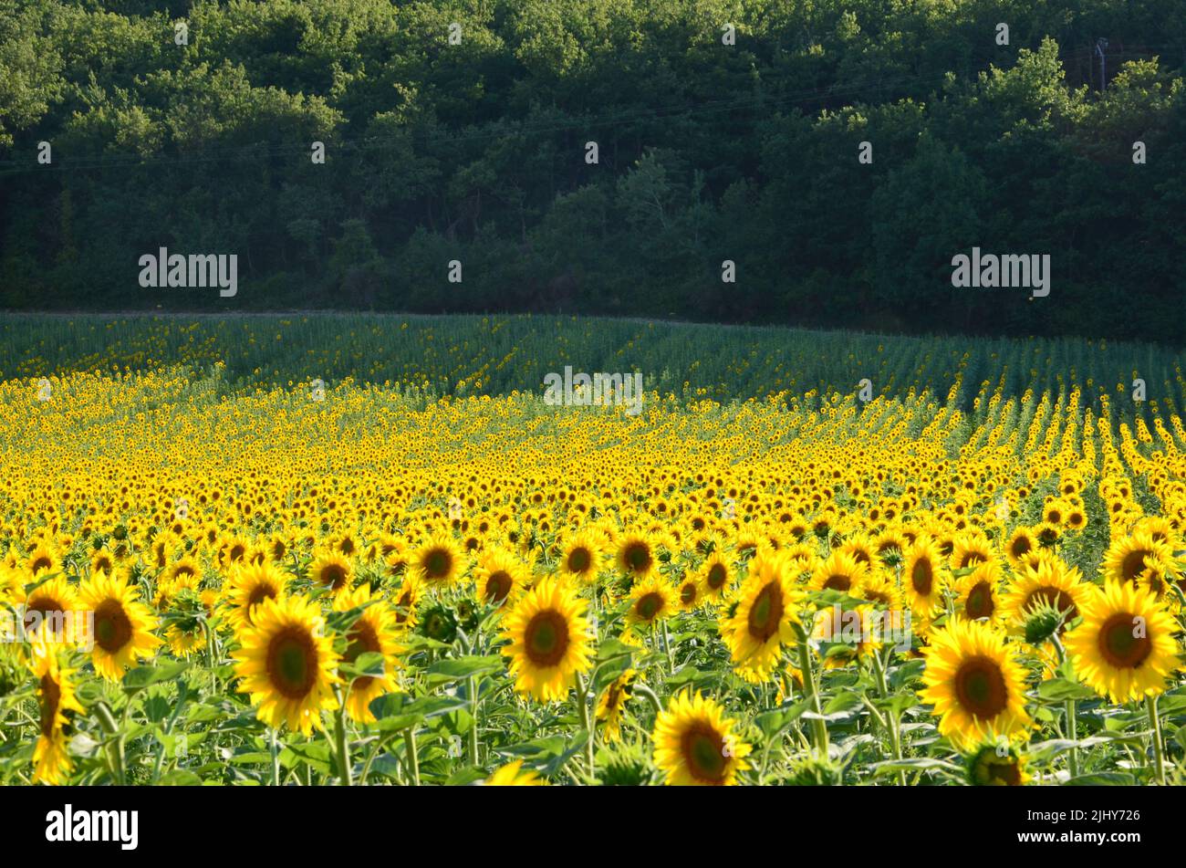 Summer scenery poster hi-res stock photography and images - Alamy