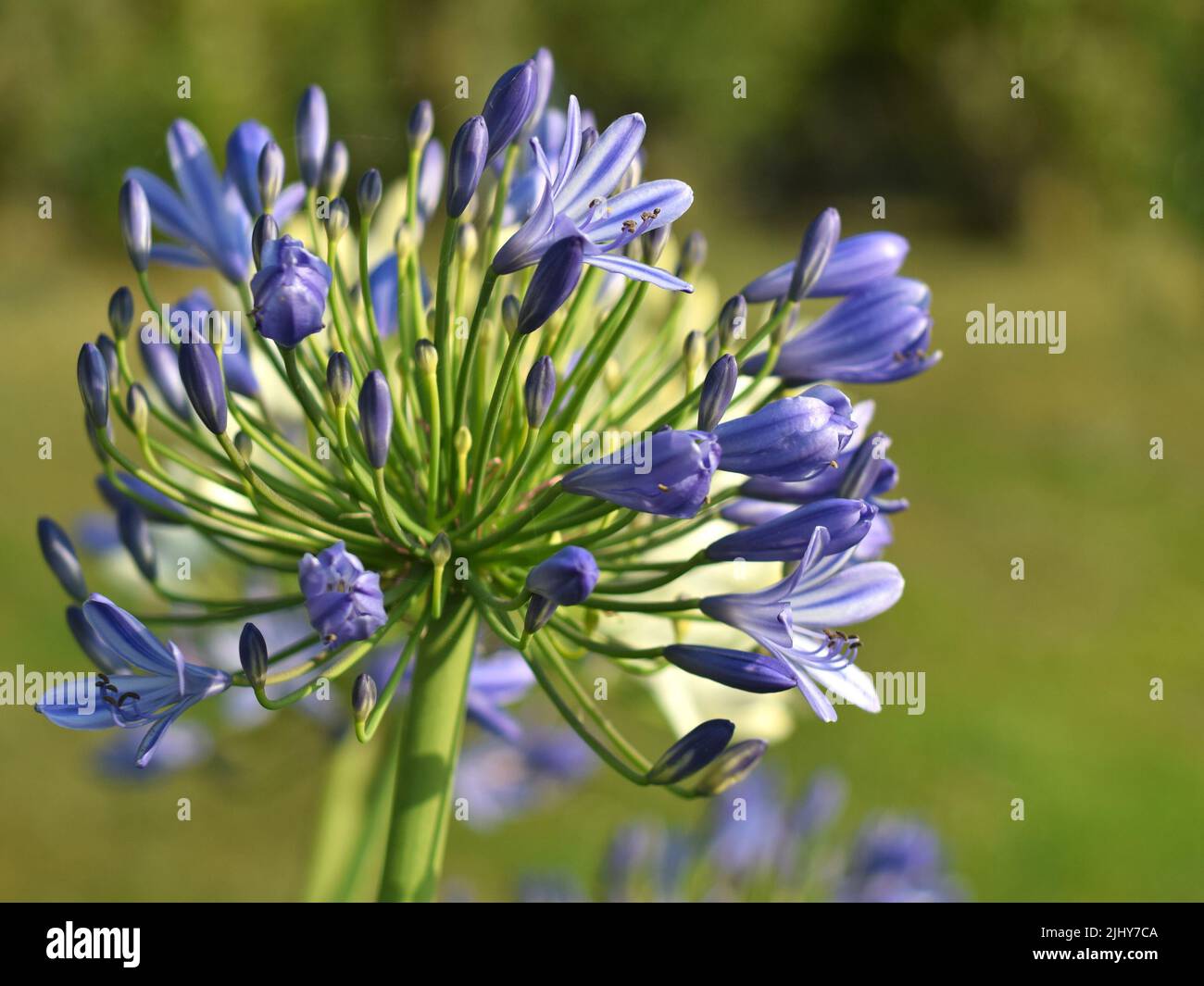 Pale blue color flower hi-res stock photography and images - Alamy