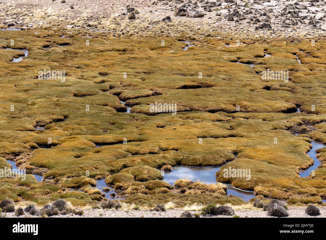 The Parinacota bofedal or wetland on the high Andean altiplano in Lauca ...