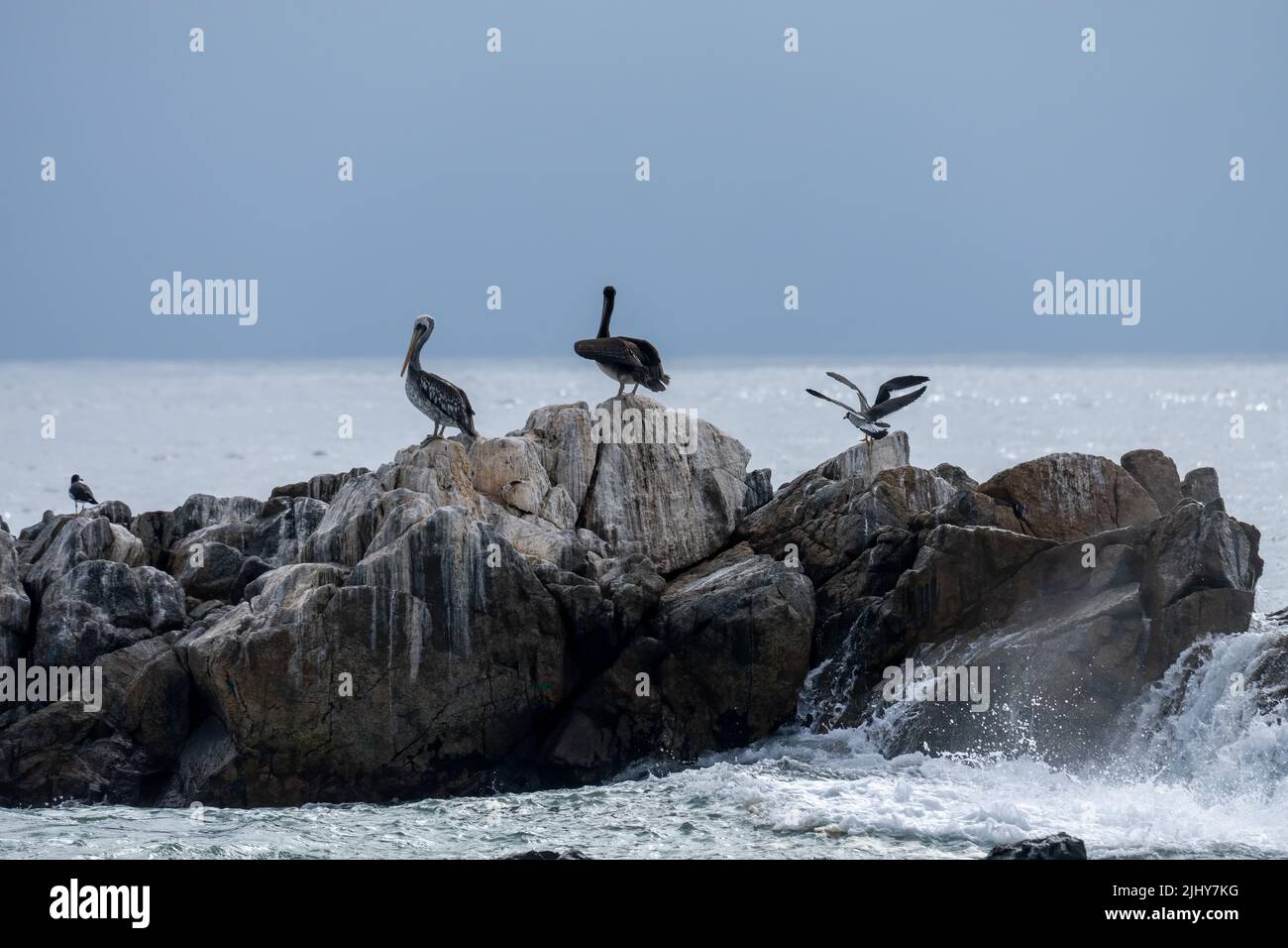 Guano stained hi-res stock photography and images - Alamy