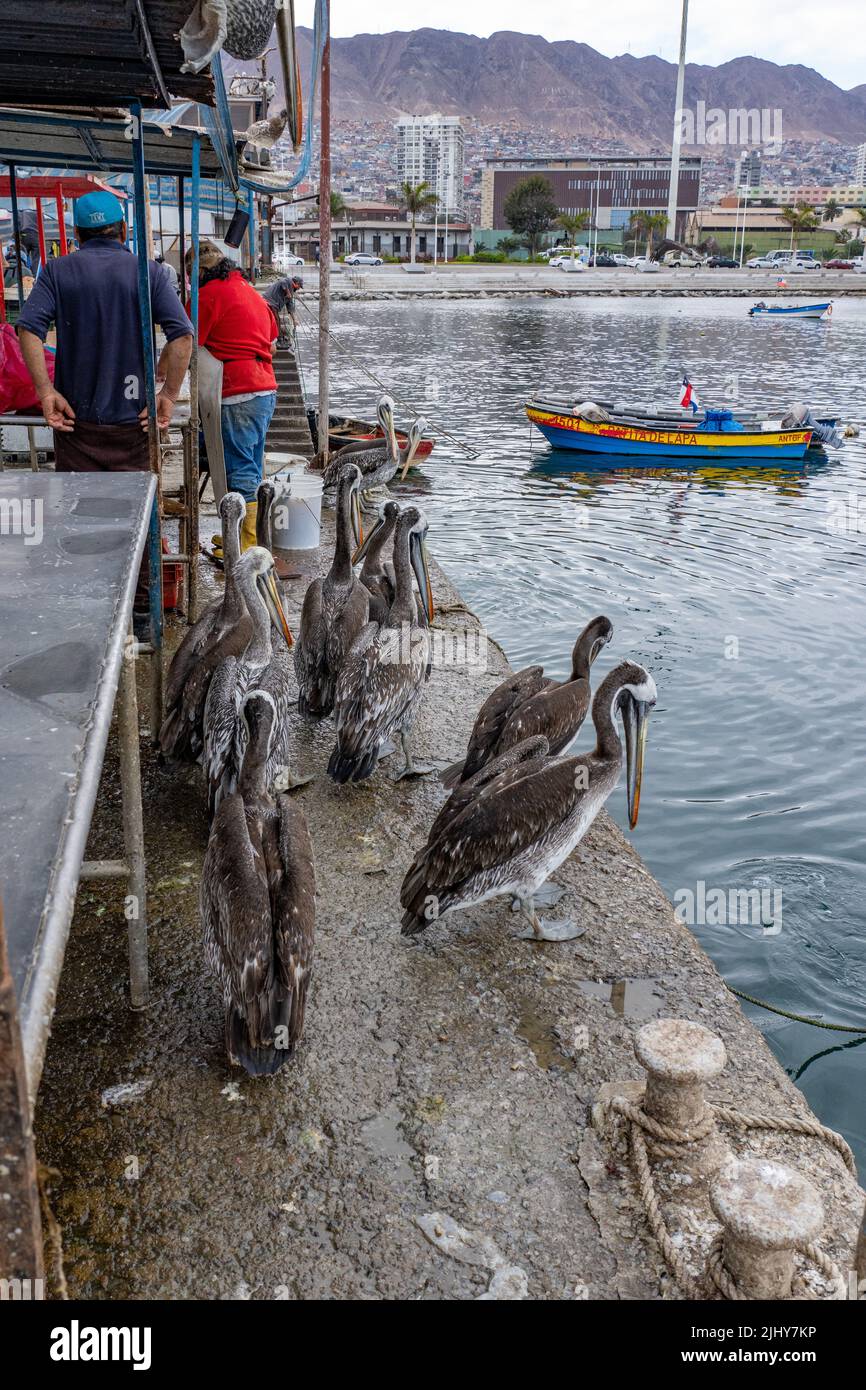 Native people chile hi-res stock photography and images - Alamy