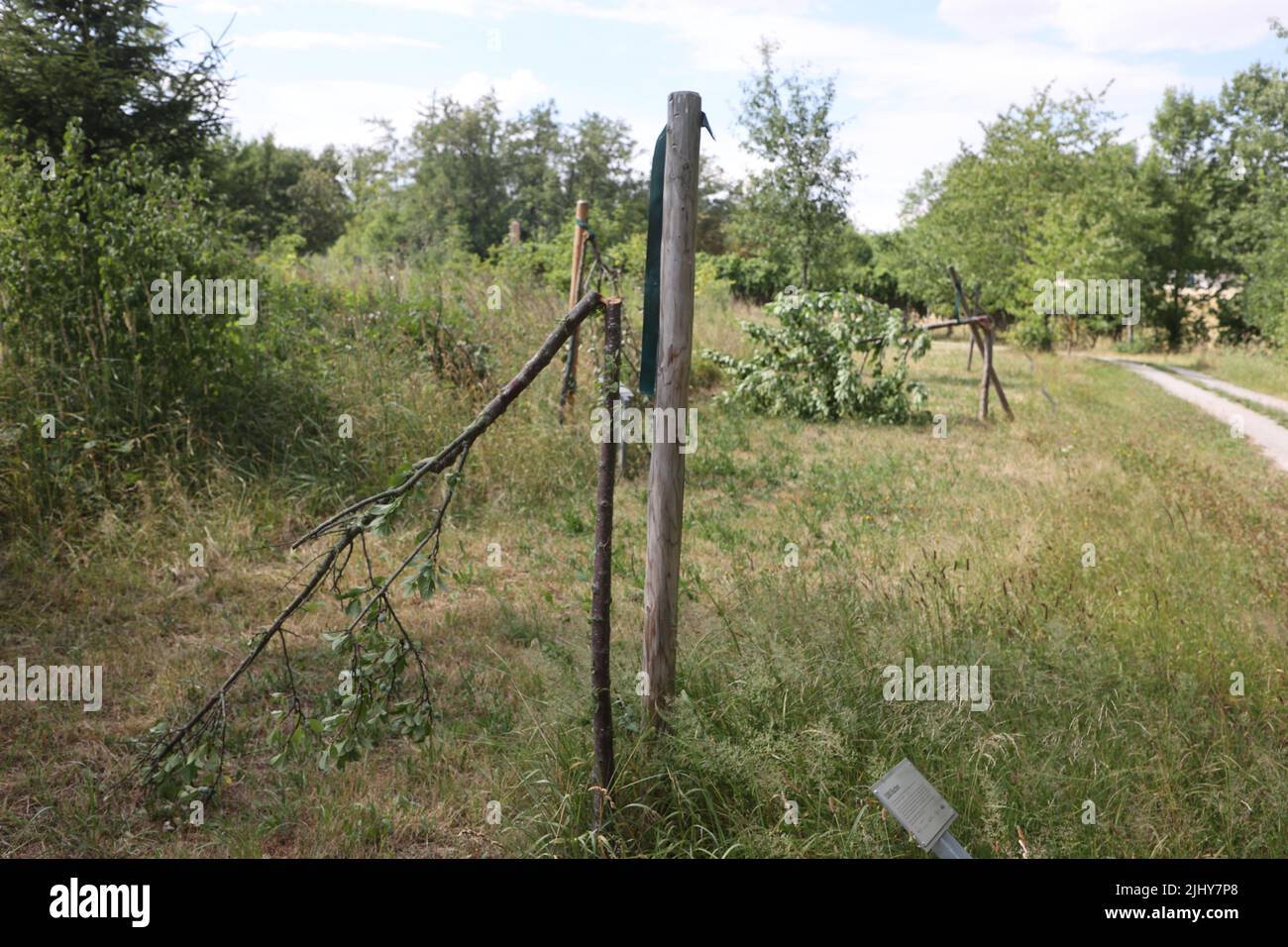 Weimar, Germany. 21st July, 2022. Two trees have been cut down near the ...