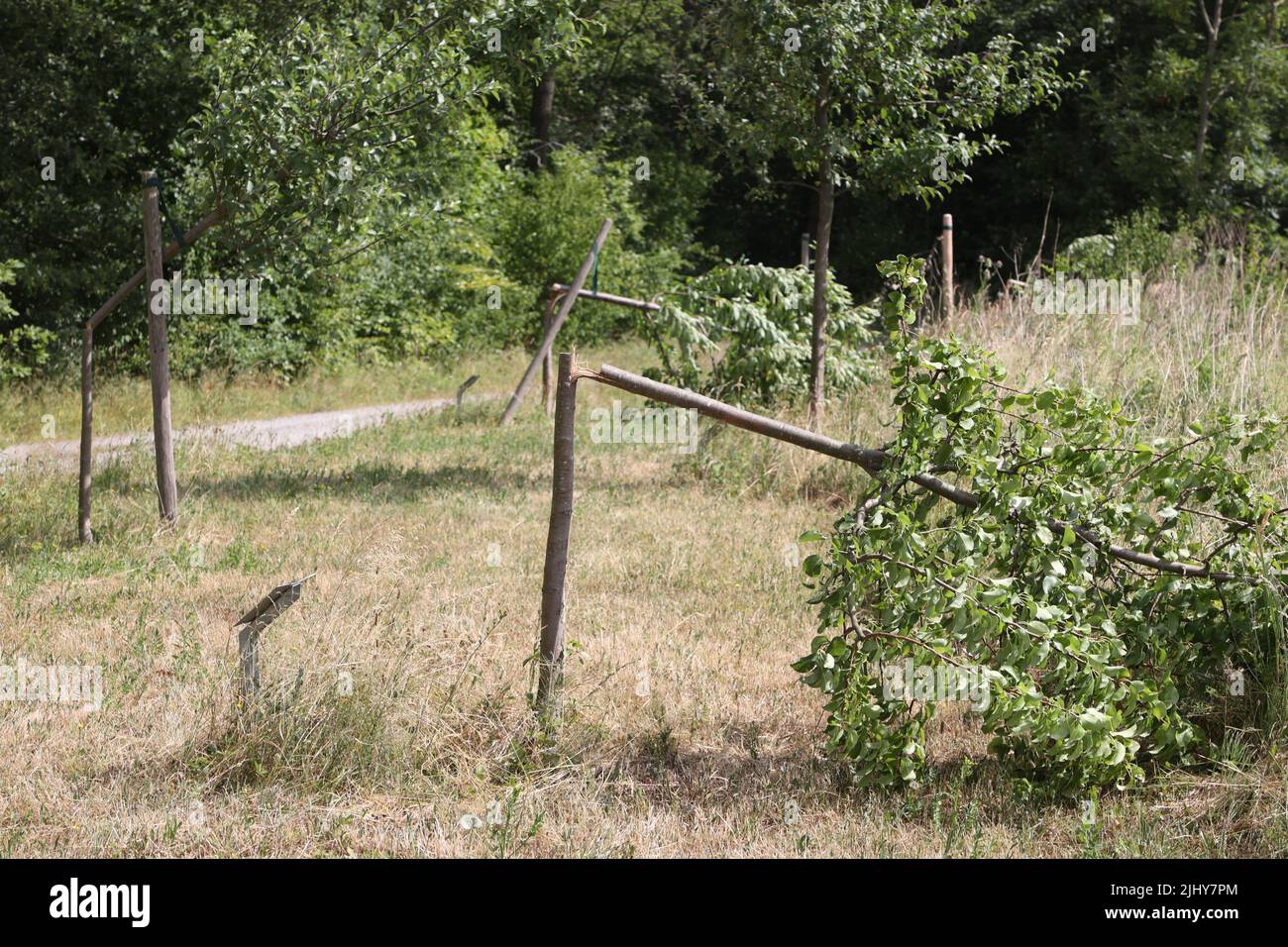 Weimar, Germany. 21st July, 2022. Three trees have been cut down near ...