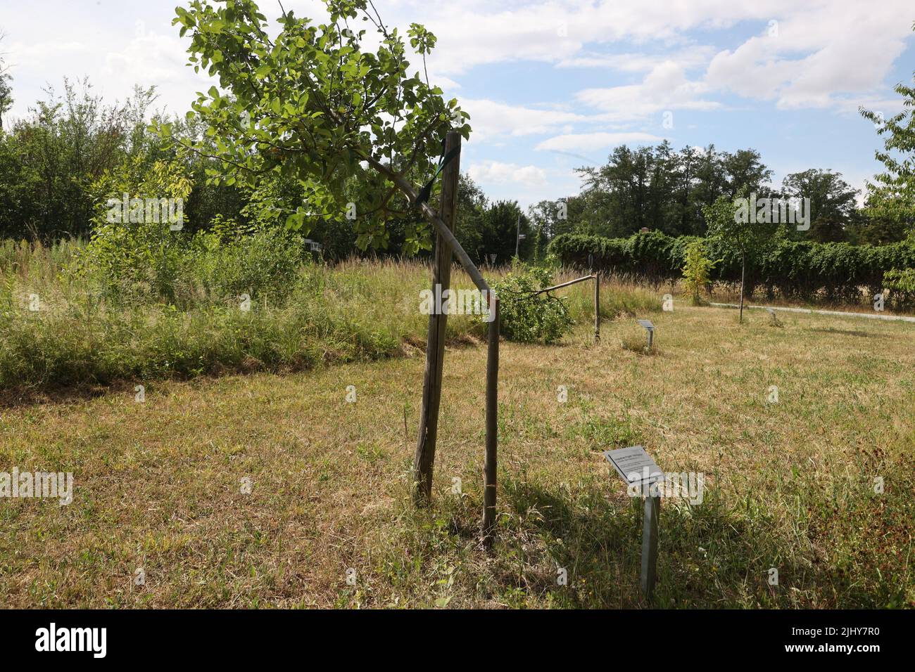 Weimar, Germany. 21st July, 2022. Two trees have been cut down near the ...