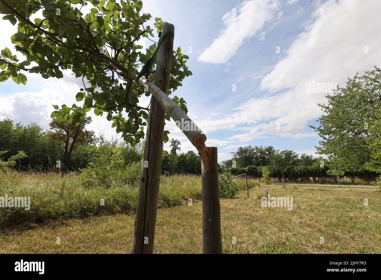 Weimar, Germany. 21st July, 2022. A tree has been sawn down near the ...
