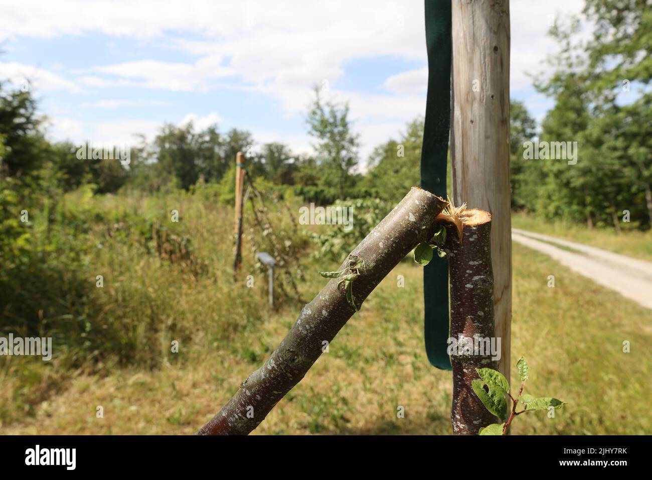 Weimar, Germany. 21st July, 2022. A tree has been sawn down near the ...