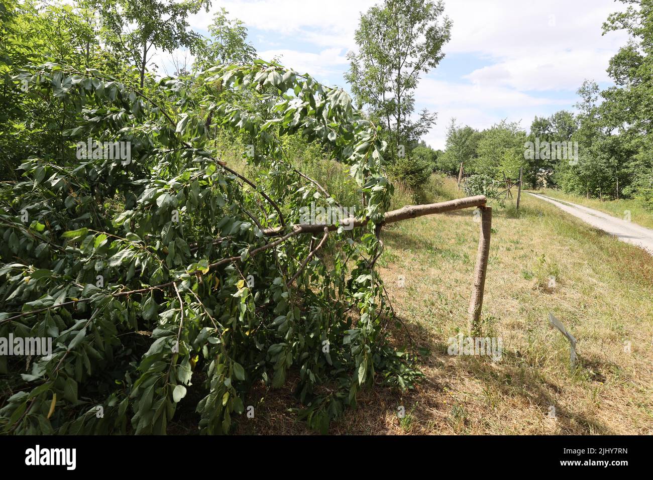 Weimar, Germany. 21st July, 2022. A tree has been sawn down near the ...