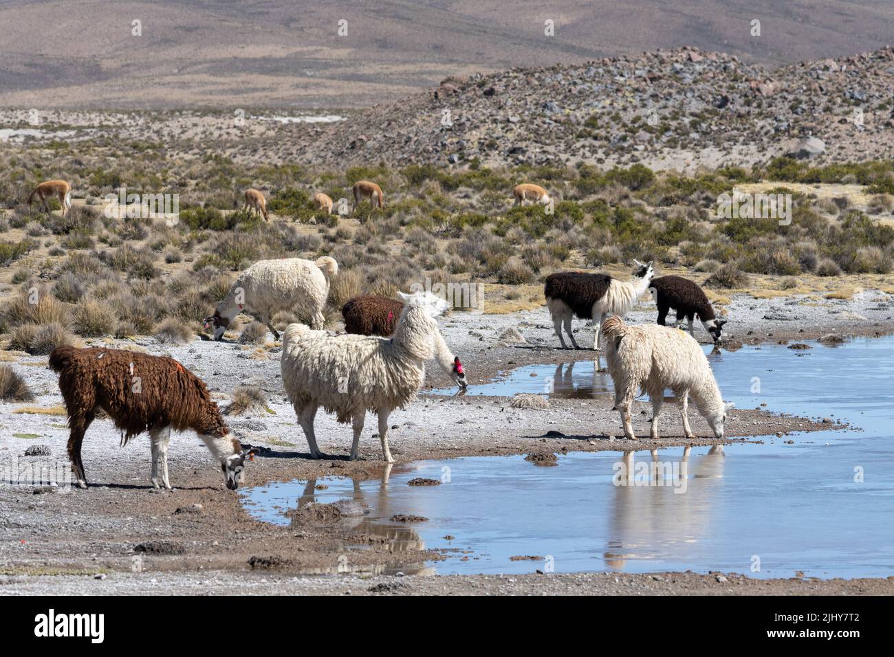 A herd of domestic llamas, Lama glama, drinking in Lauca National Park ...