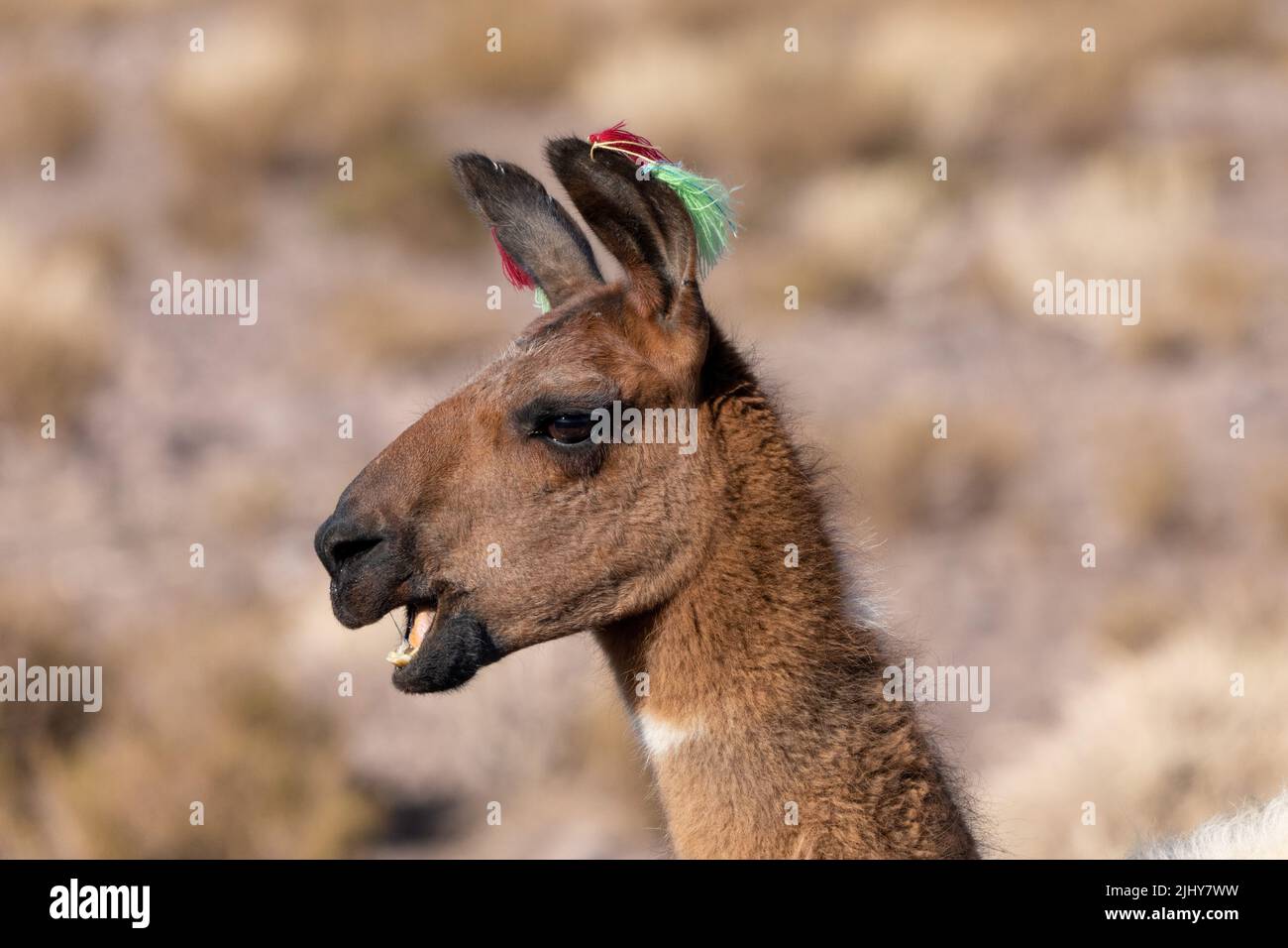 A Domestic Llama With Tassels In Its Ears In The Atacama Desert Near San Pedro De Atacama Chile